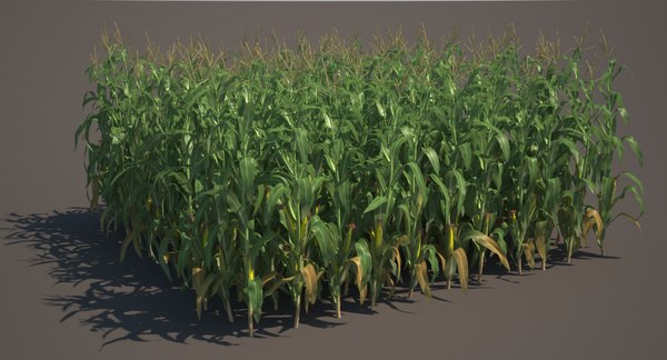 corn field stalks 3d model