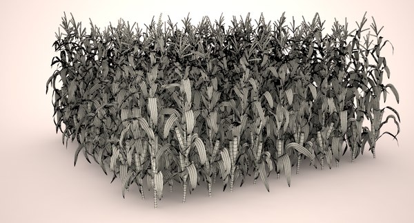 corn field stalks 3d model