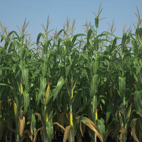 3d corn stalks model
