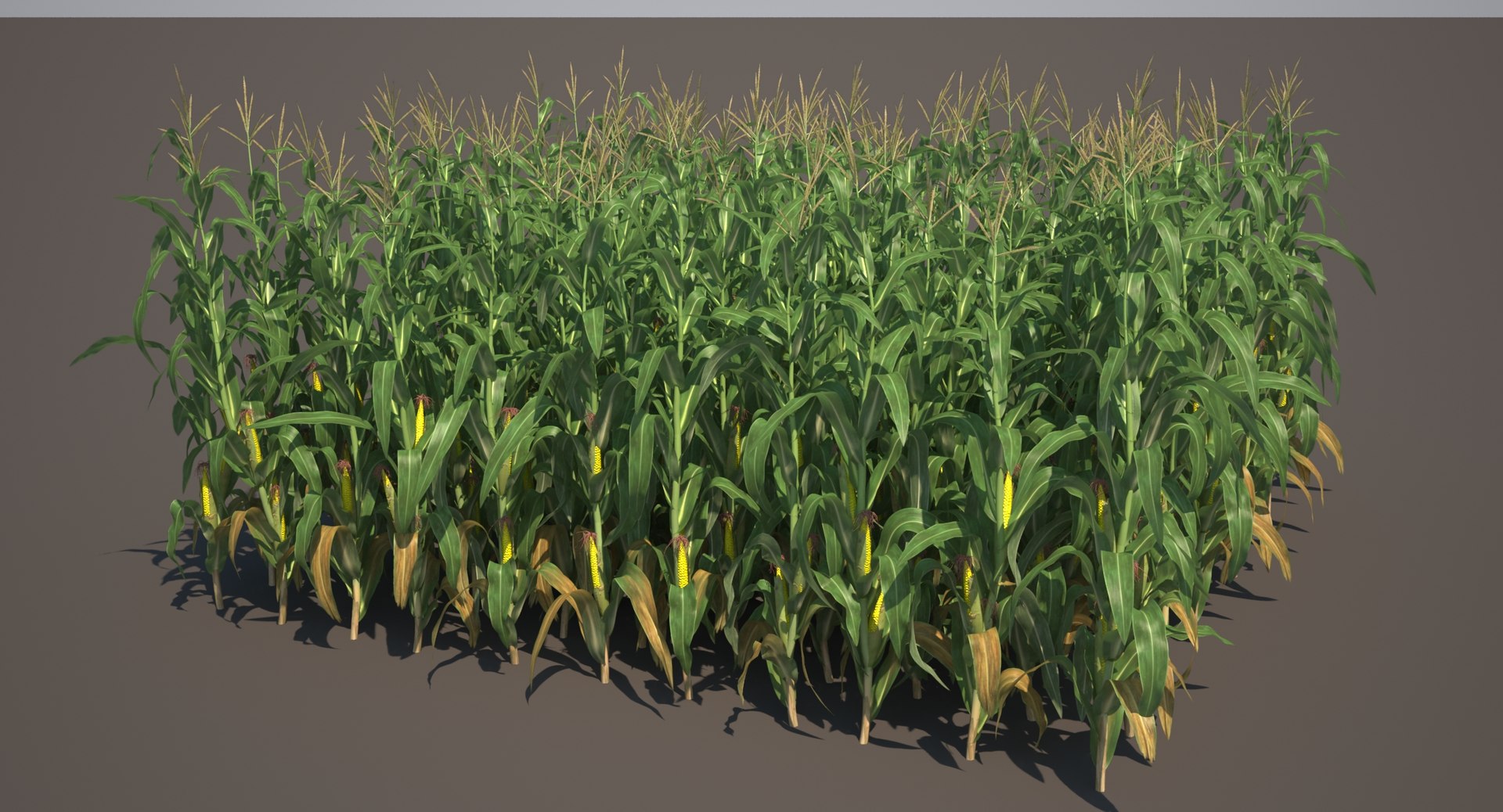 corn field stalks 3d model