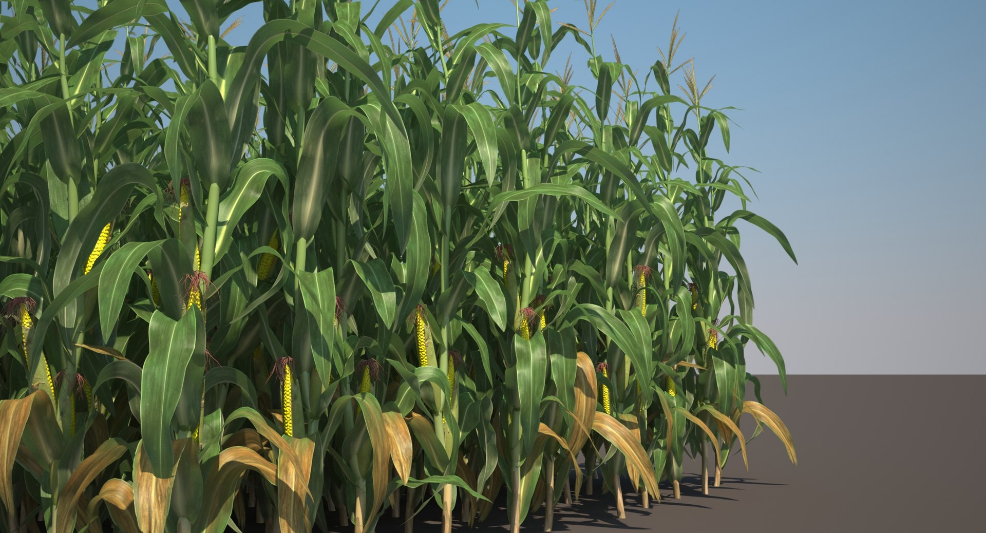 corn field stalks 3d model