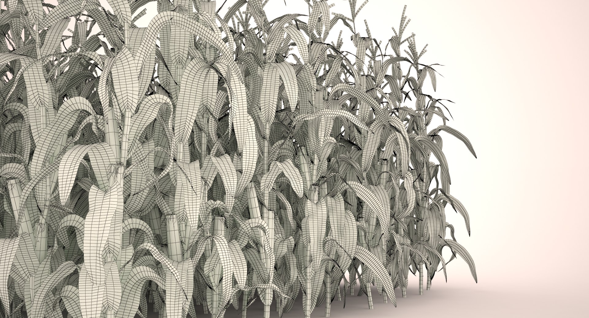 corn field stalks 3d model