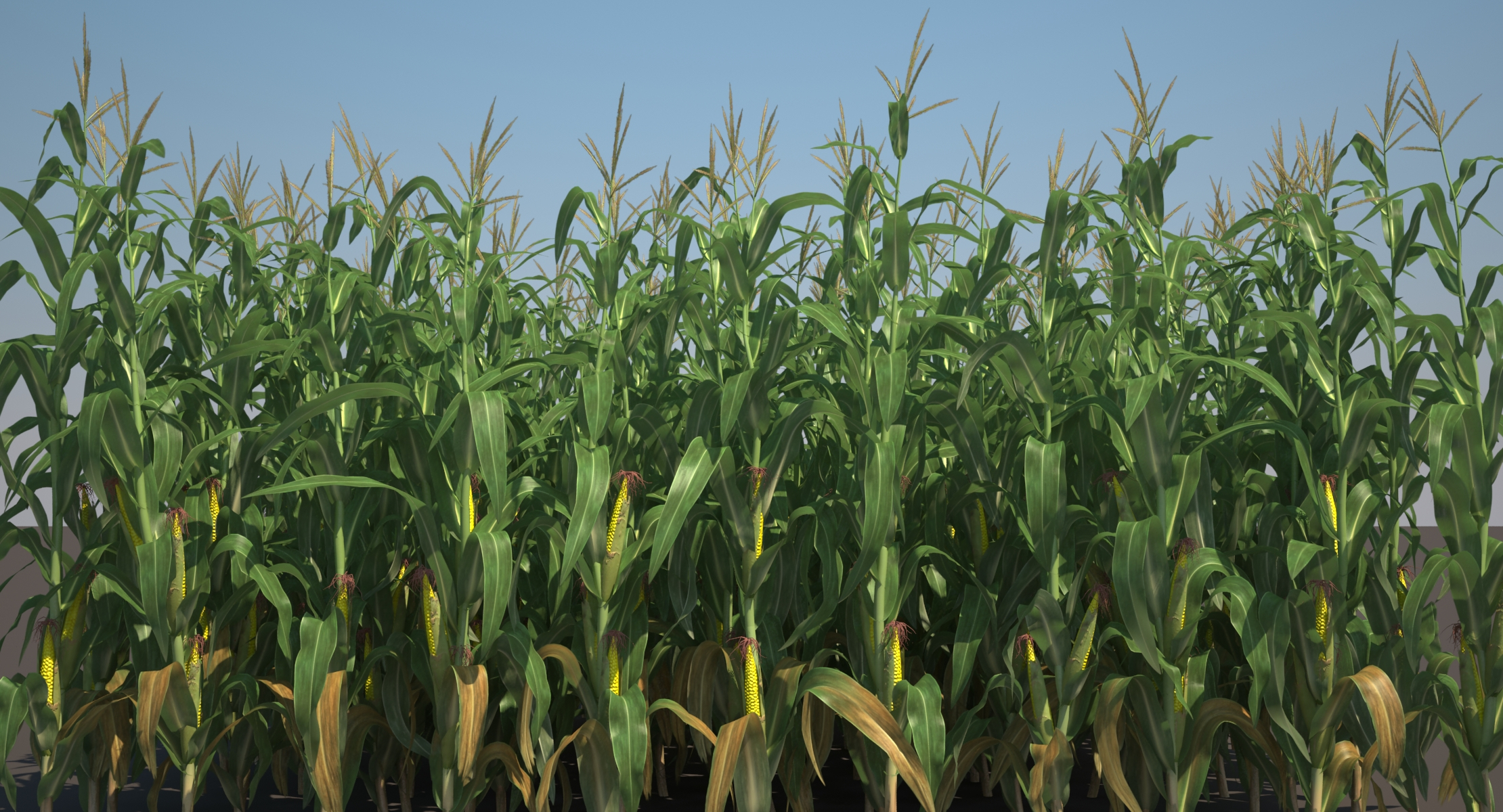 corn field stalks 3d model