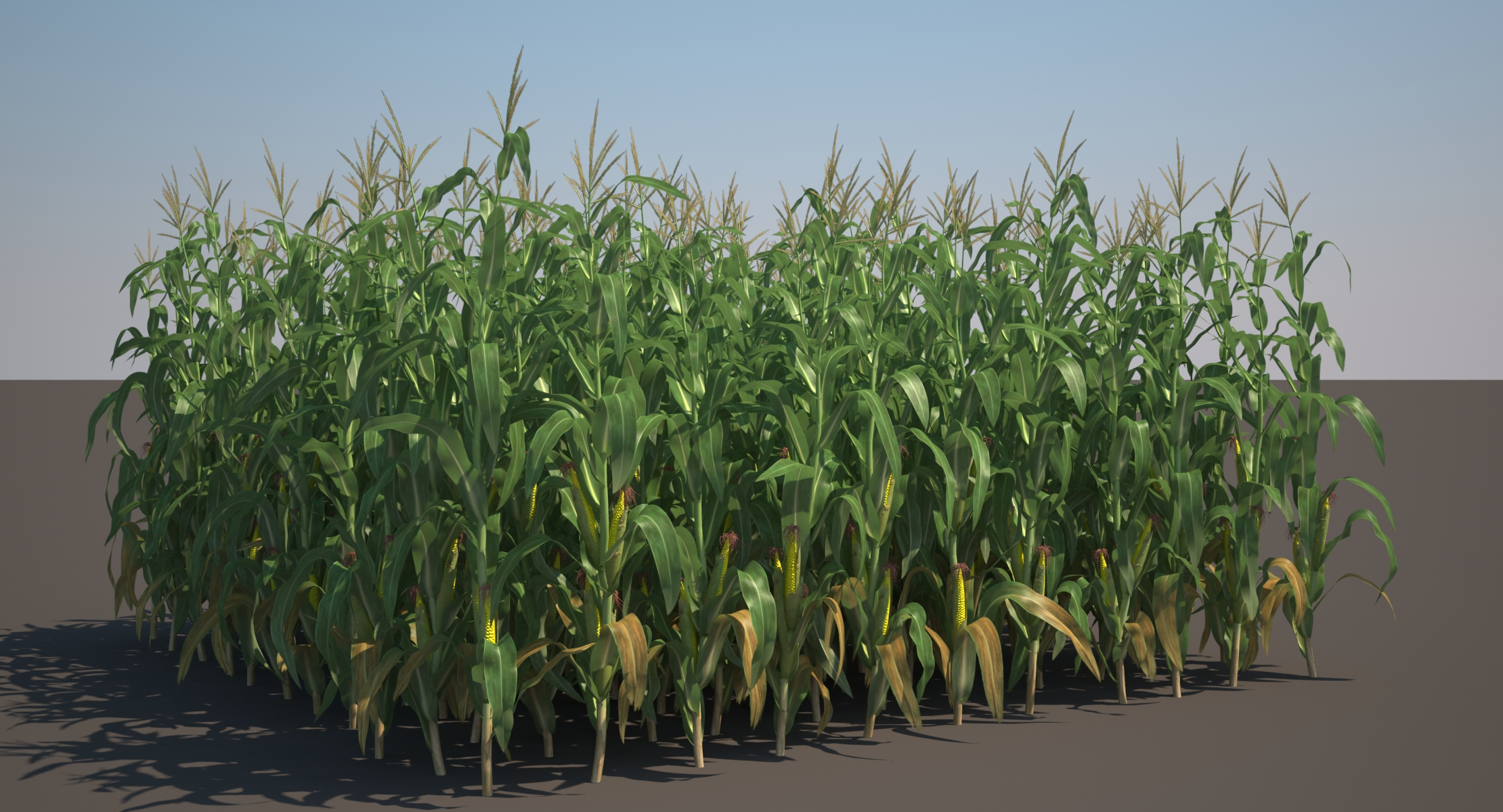 corn field stalks 3d model