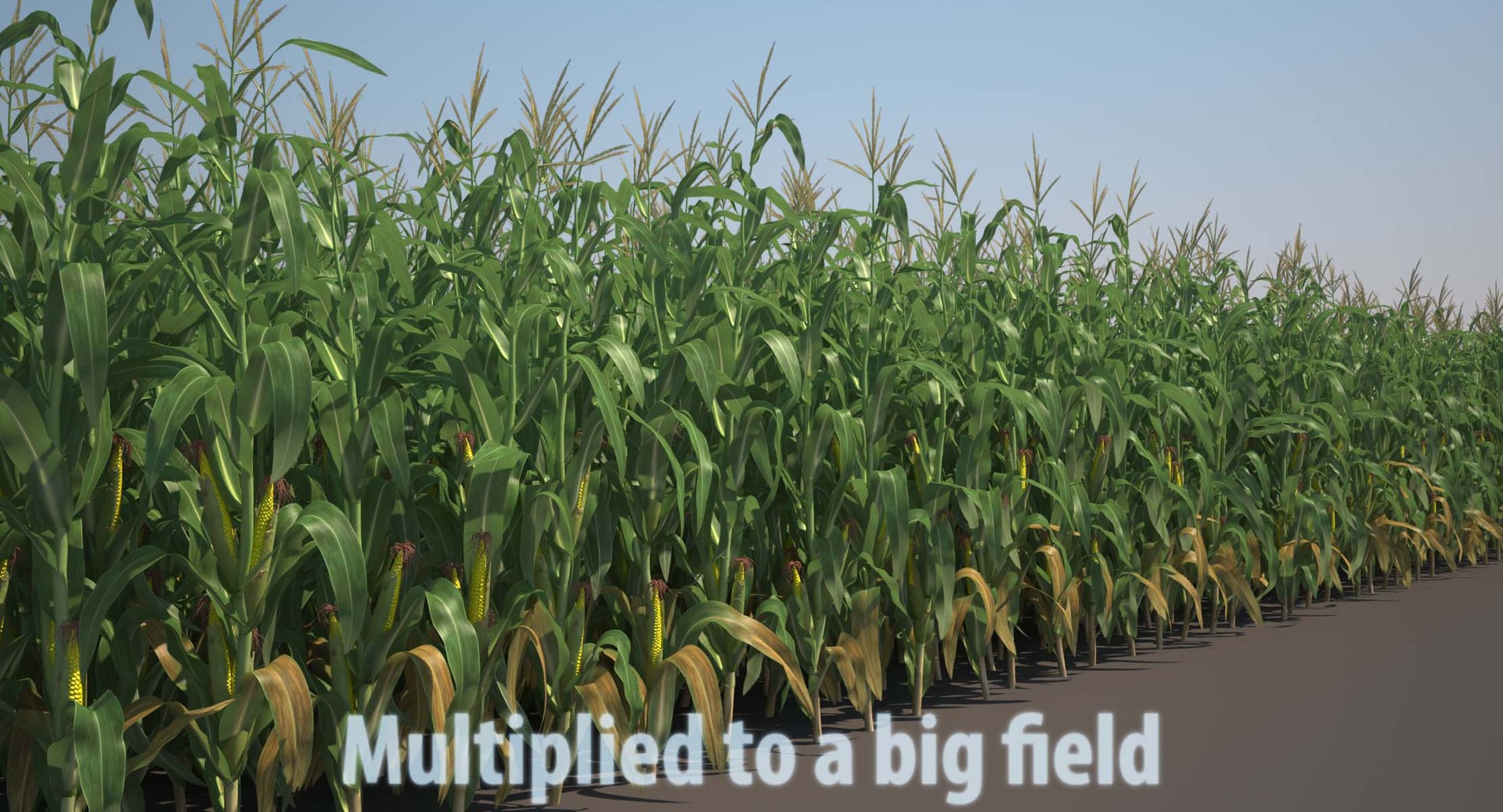 corn field stalks 3d model