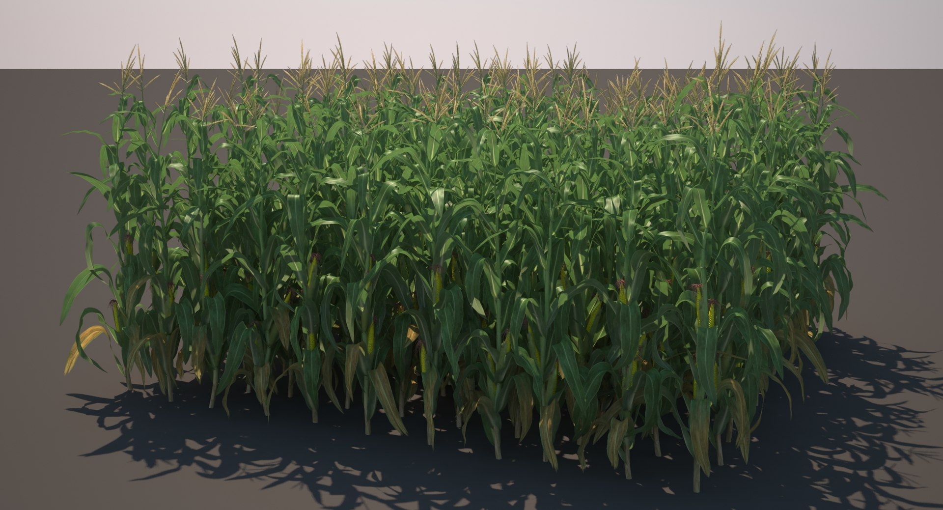 corn field stalks 3d model