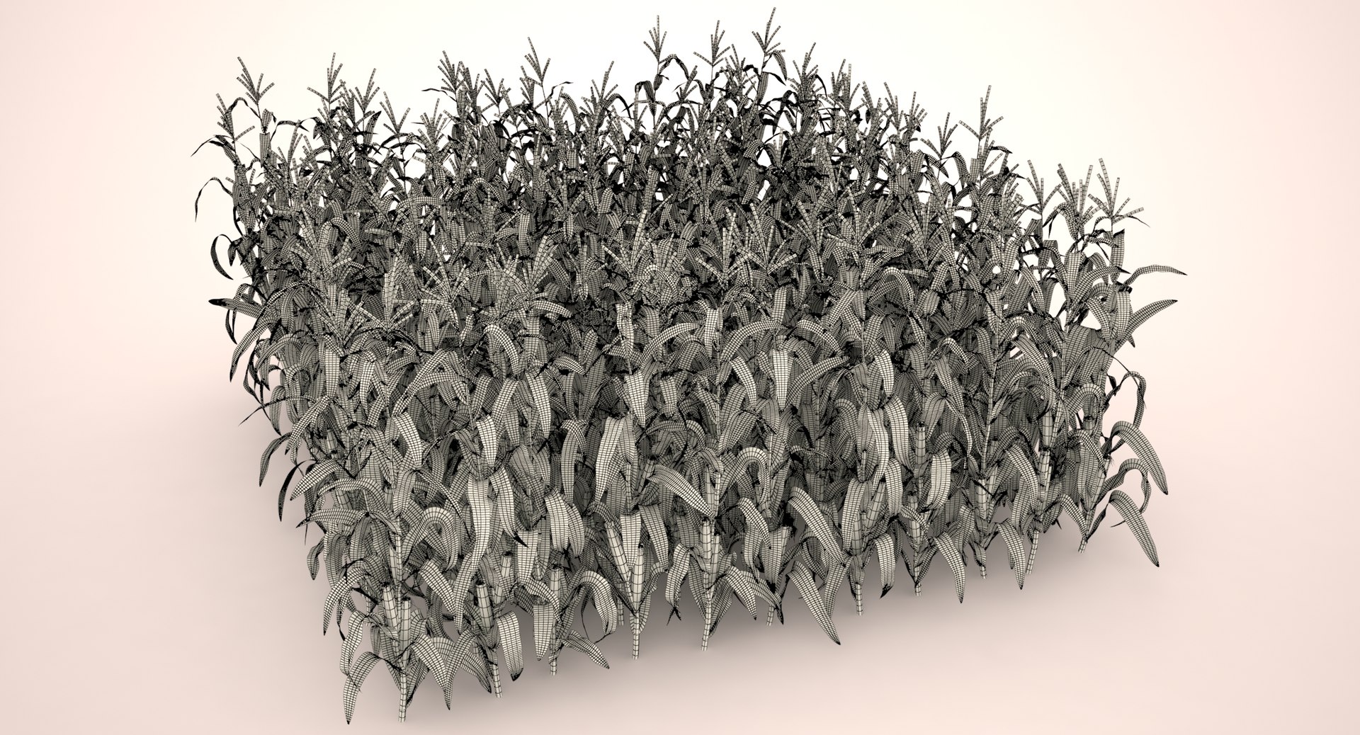 corn field stalks 3d model