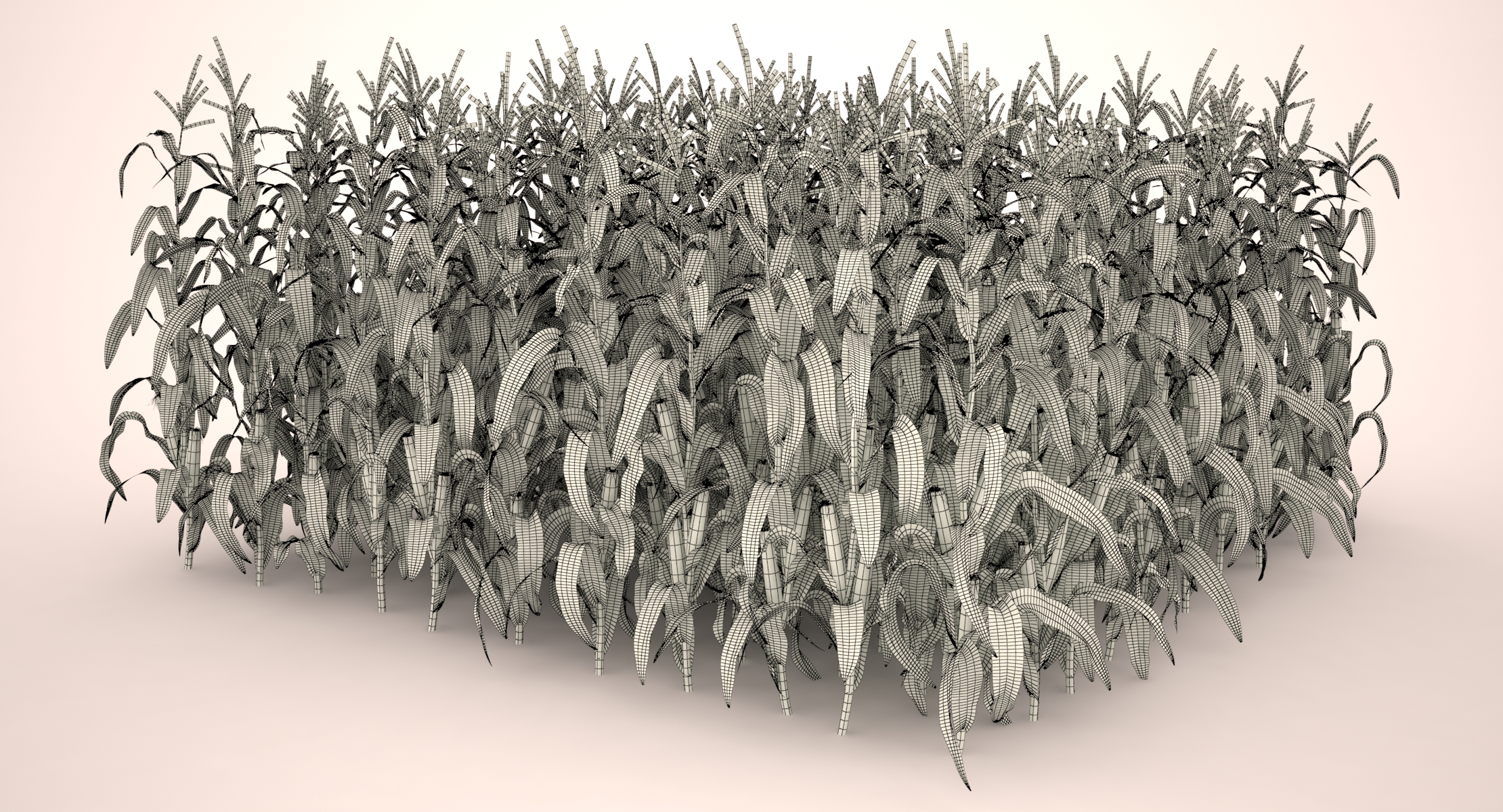 corn field stalks 3d model