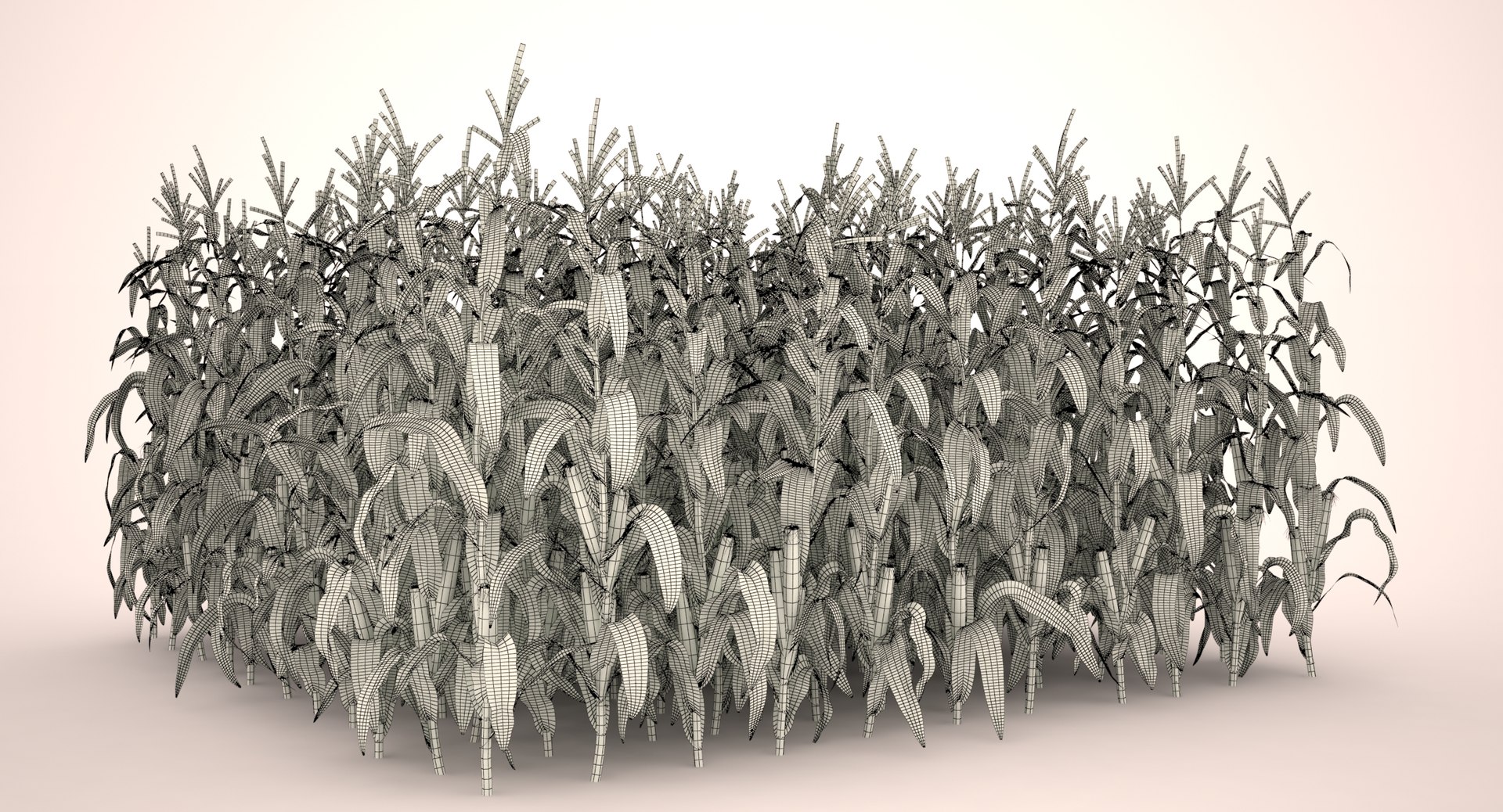 corn field stalks 3d model