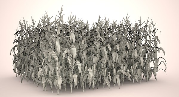 corn field stalks 3d model