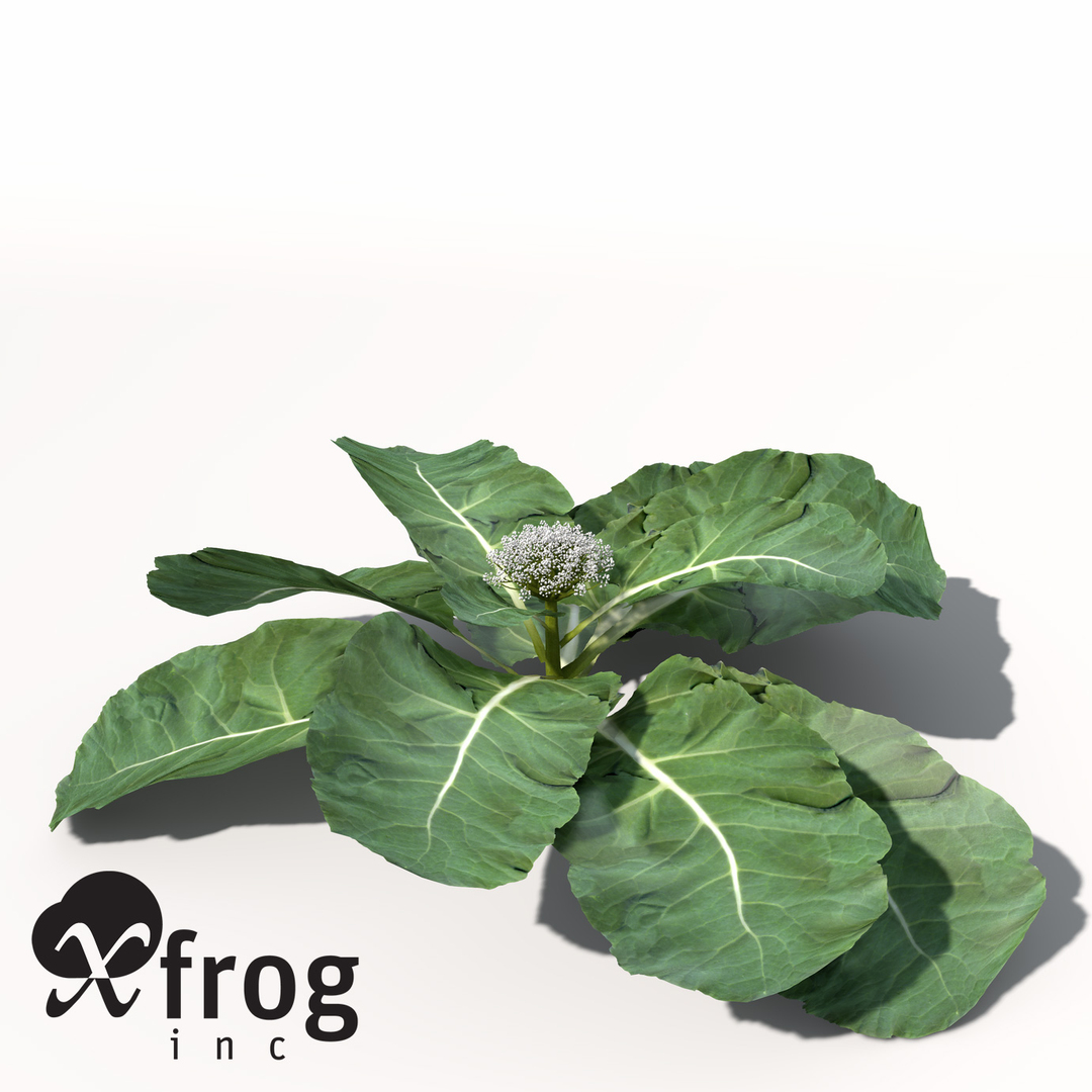 xfrogplants cauliflower plant flowers max