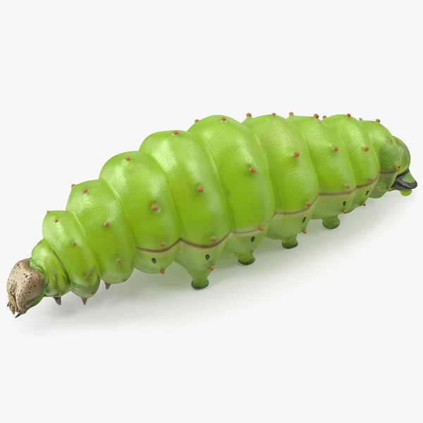 3D Silkworm Green Rigged for Maya - TurboSquid 1906396