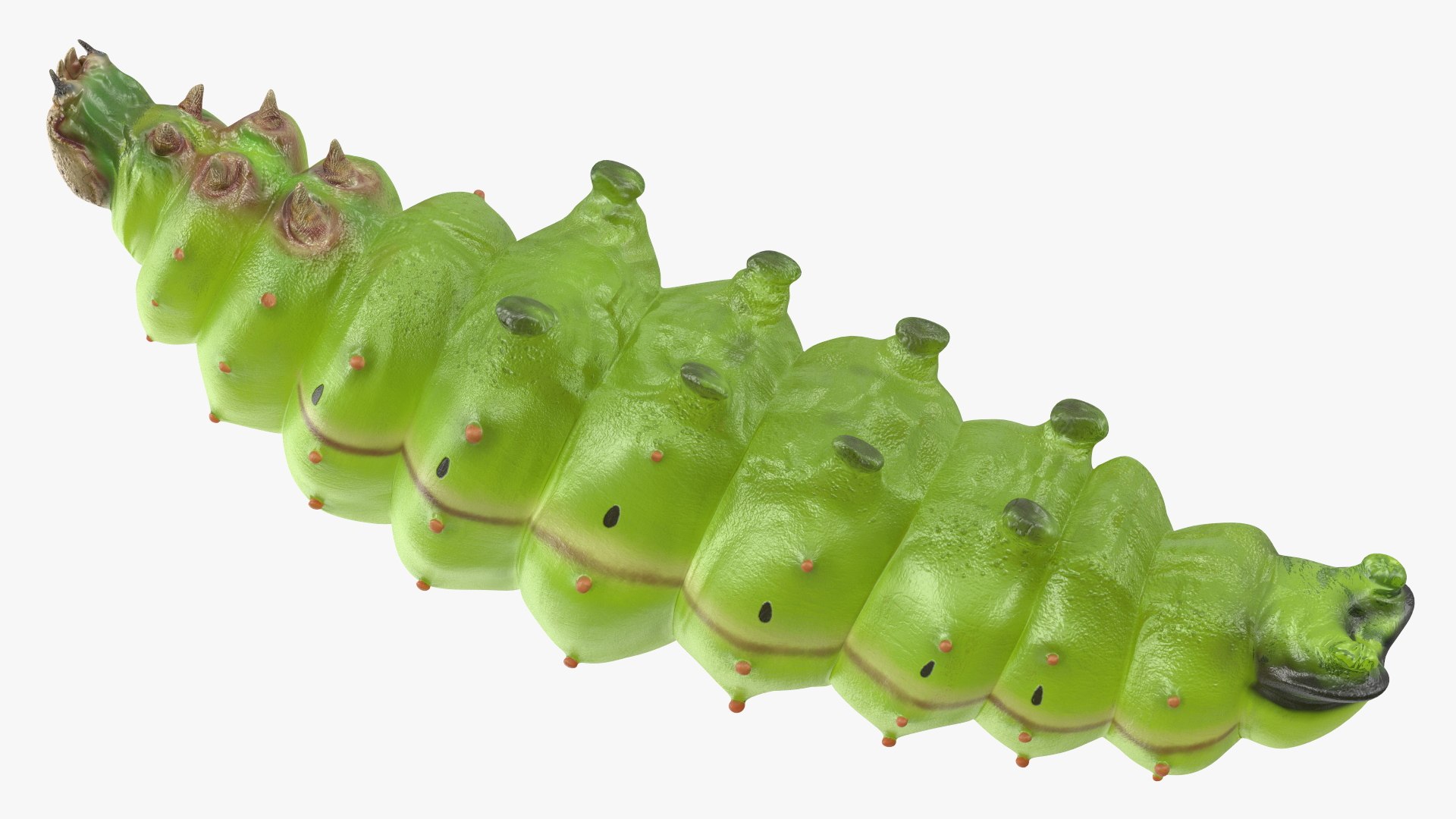 3D Silkworm Green Rigged For Maya - TurboSquid 1906396