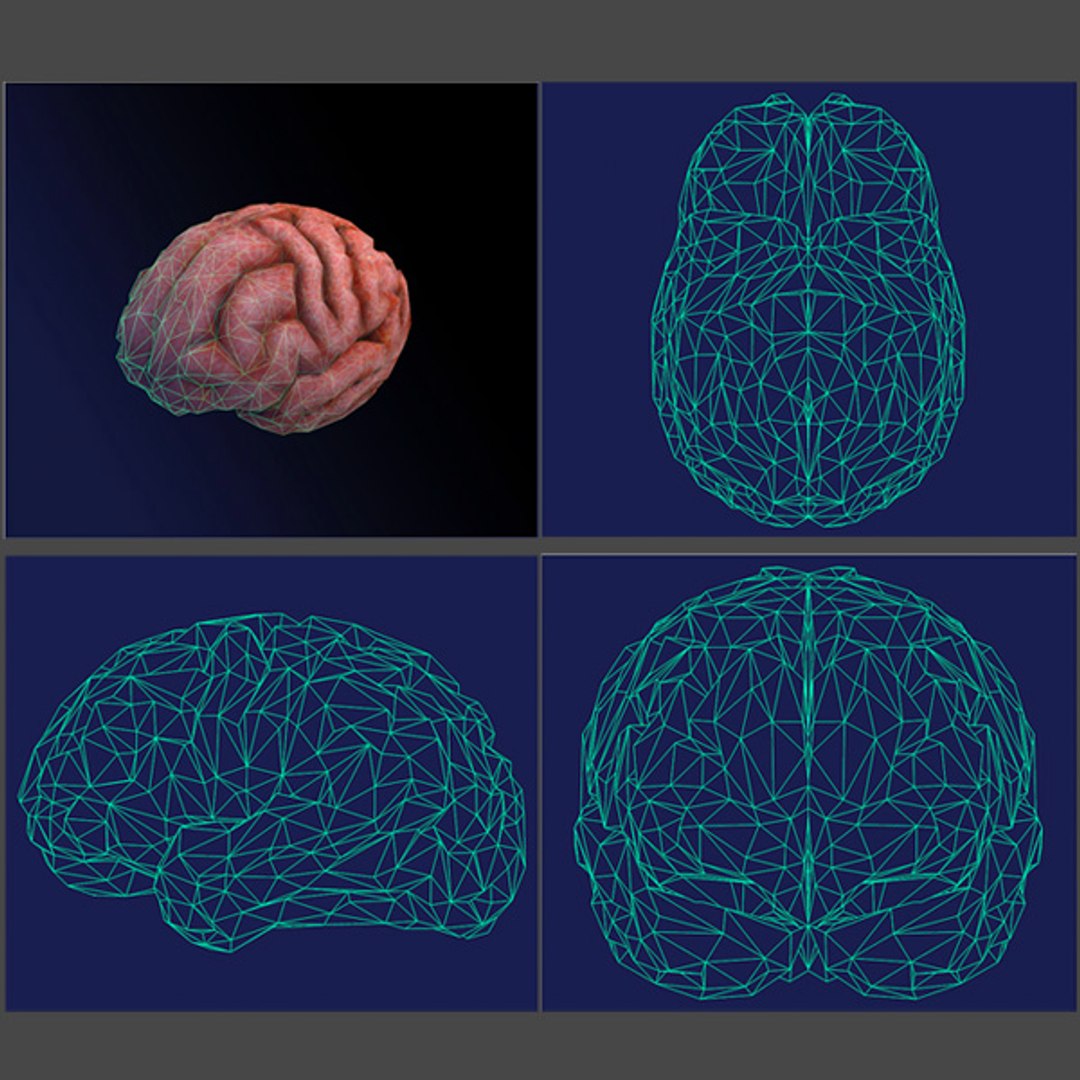 3d Model Brain