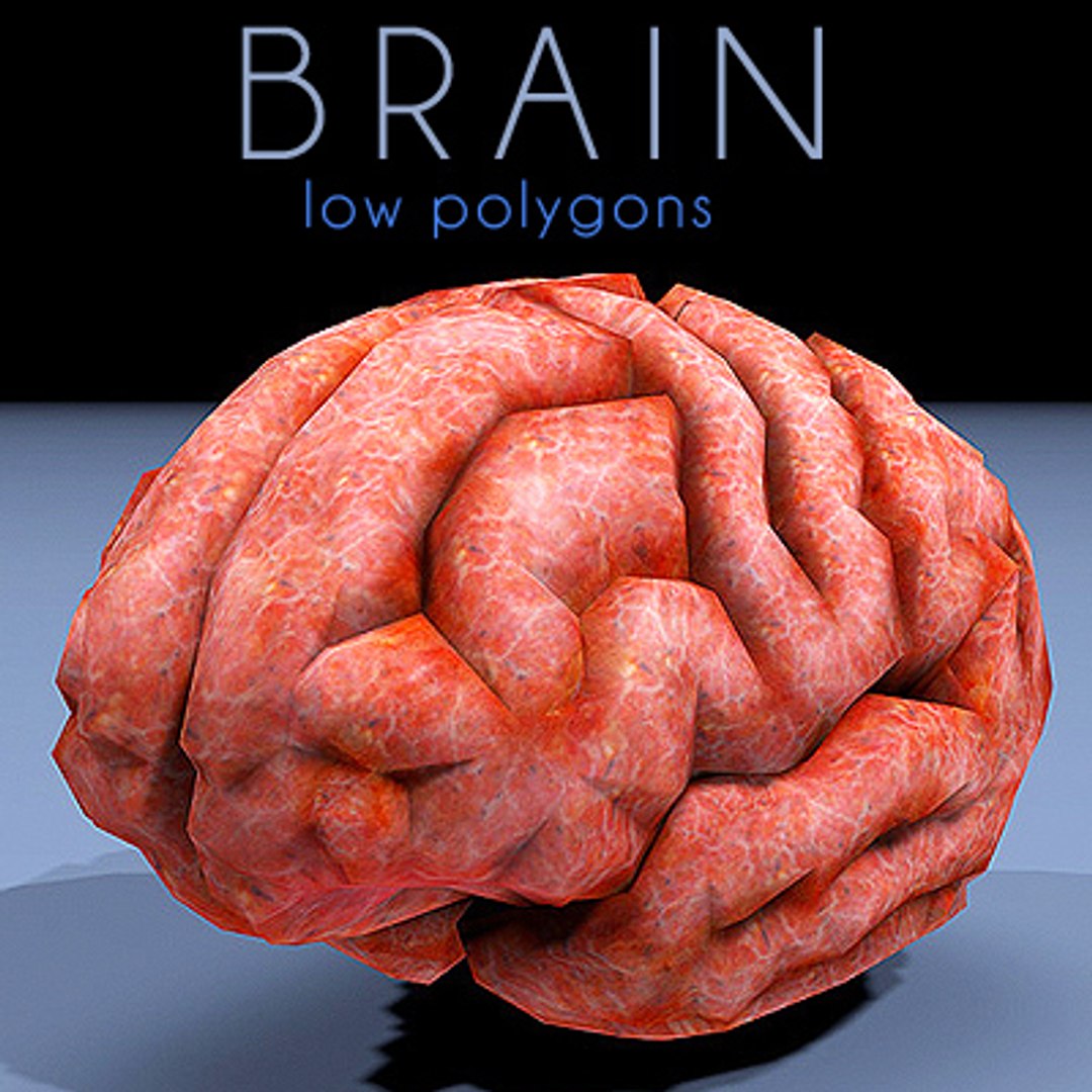3d Model Brain