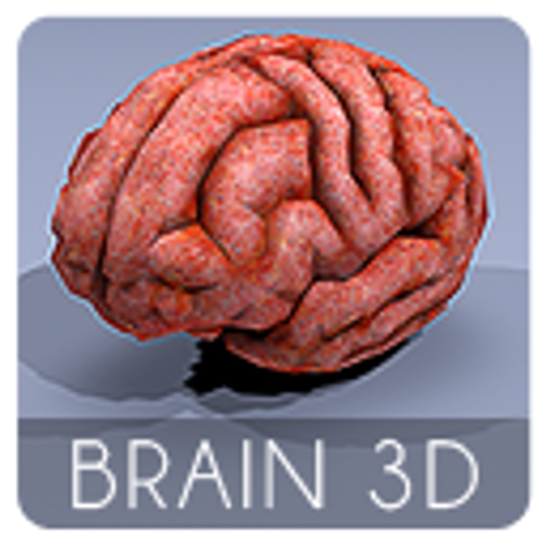 3d Model Brain