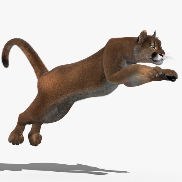 modelo 3d Puma (Animado, Piel) - TurboSquid 978486