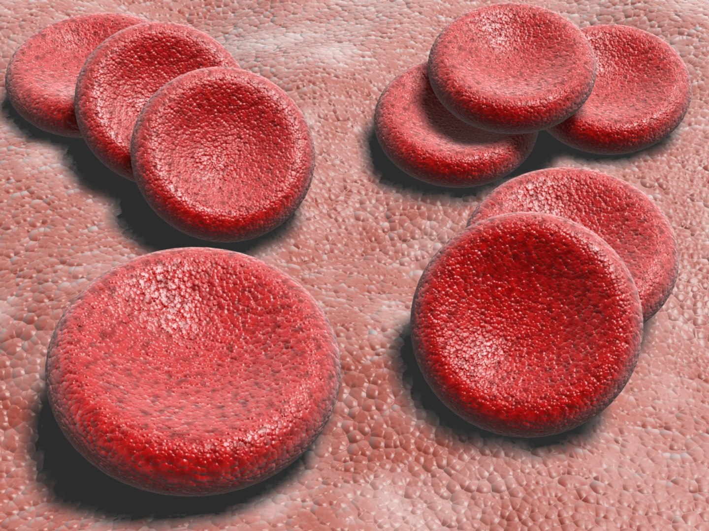 blood cells 3d model
