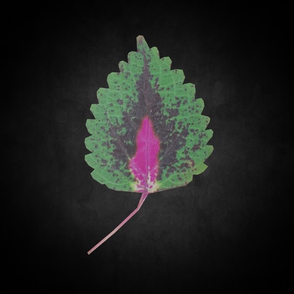 Low Poly Leaf 082 3D model - TurboSquid 1852546