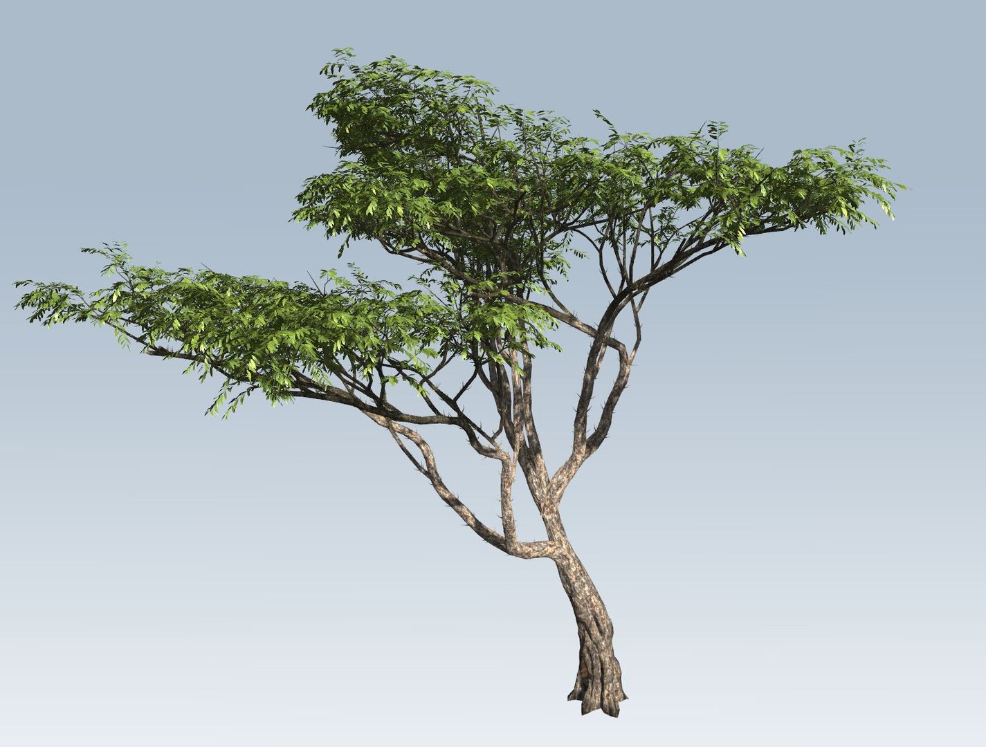 Acacia Tree 3D Model - TurboSquid 1386861