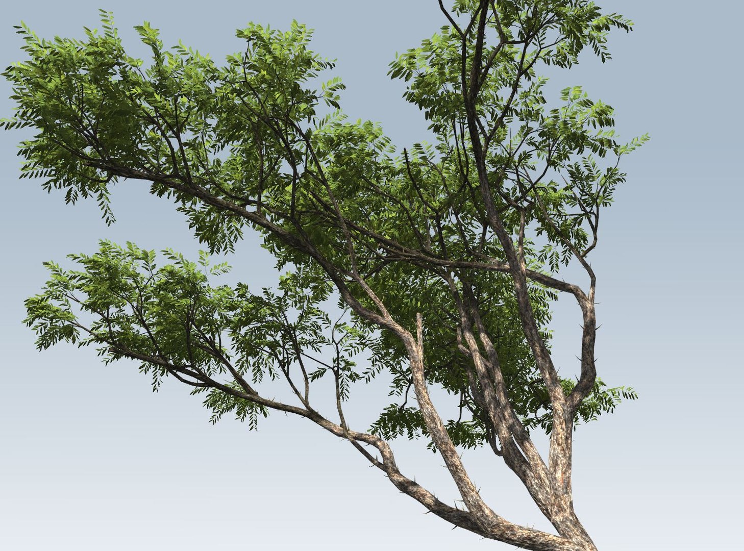Acacia Tree 3D Model - TurboSquid 1386861