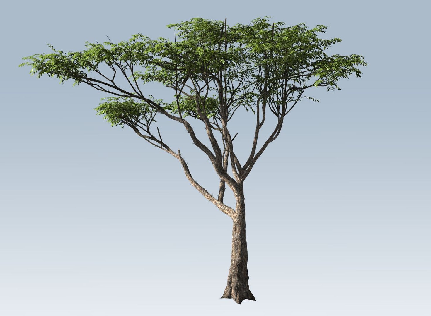 Acacia Tree 3D Model - TurboSquid 1386861