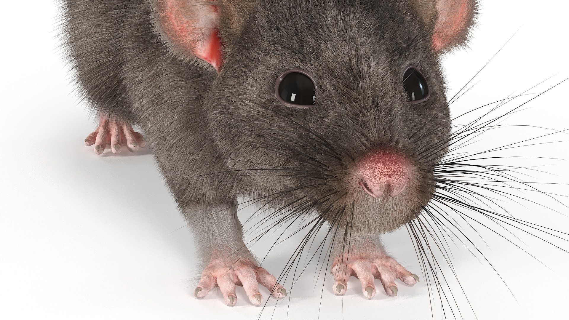 3D Realistic Rat With Fur For Maya - TurboSquid 2352559