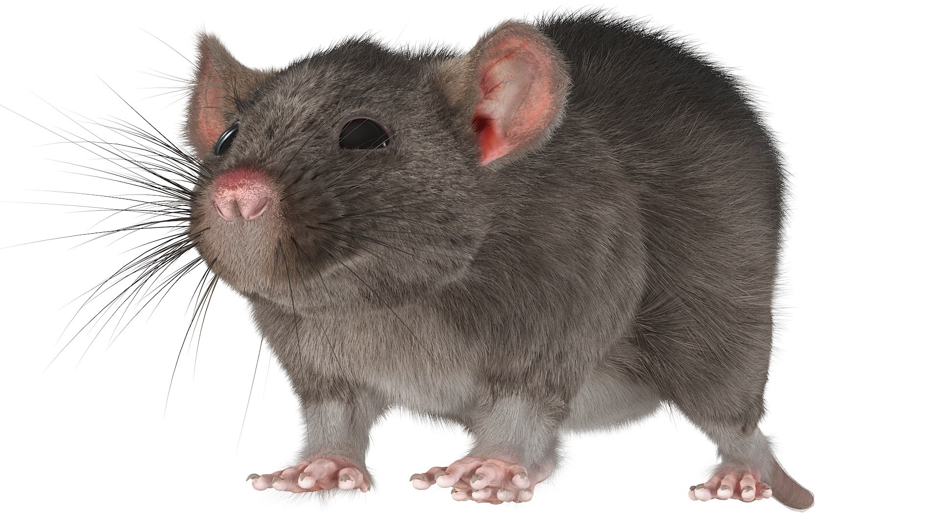 3D Realistic Rat With Fur For Maya - TurboSquid 2352559