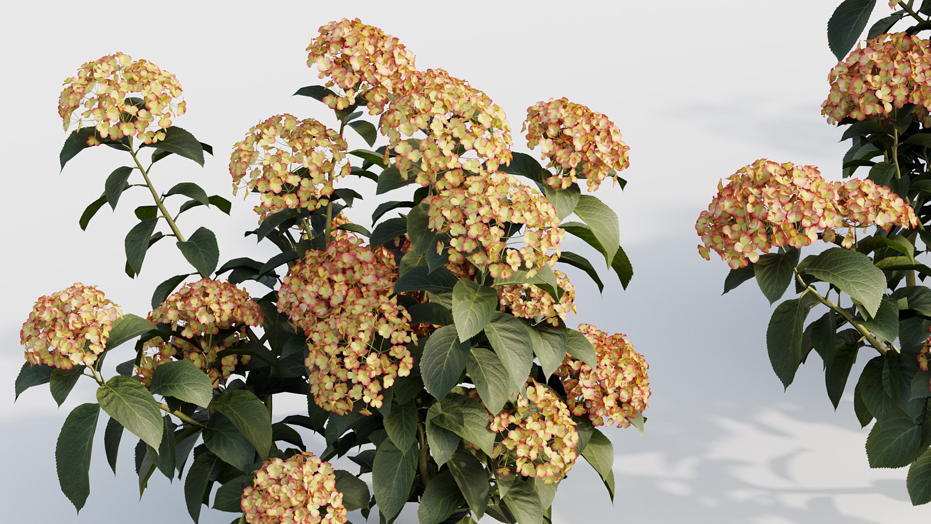 3D Hydrangea Macrophylla Big Leaf Hydrangea 04 3D Model - TurboSquid 2173896
