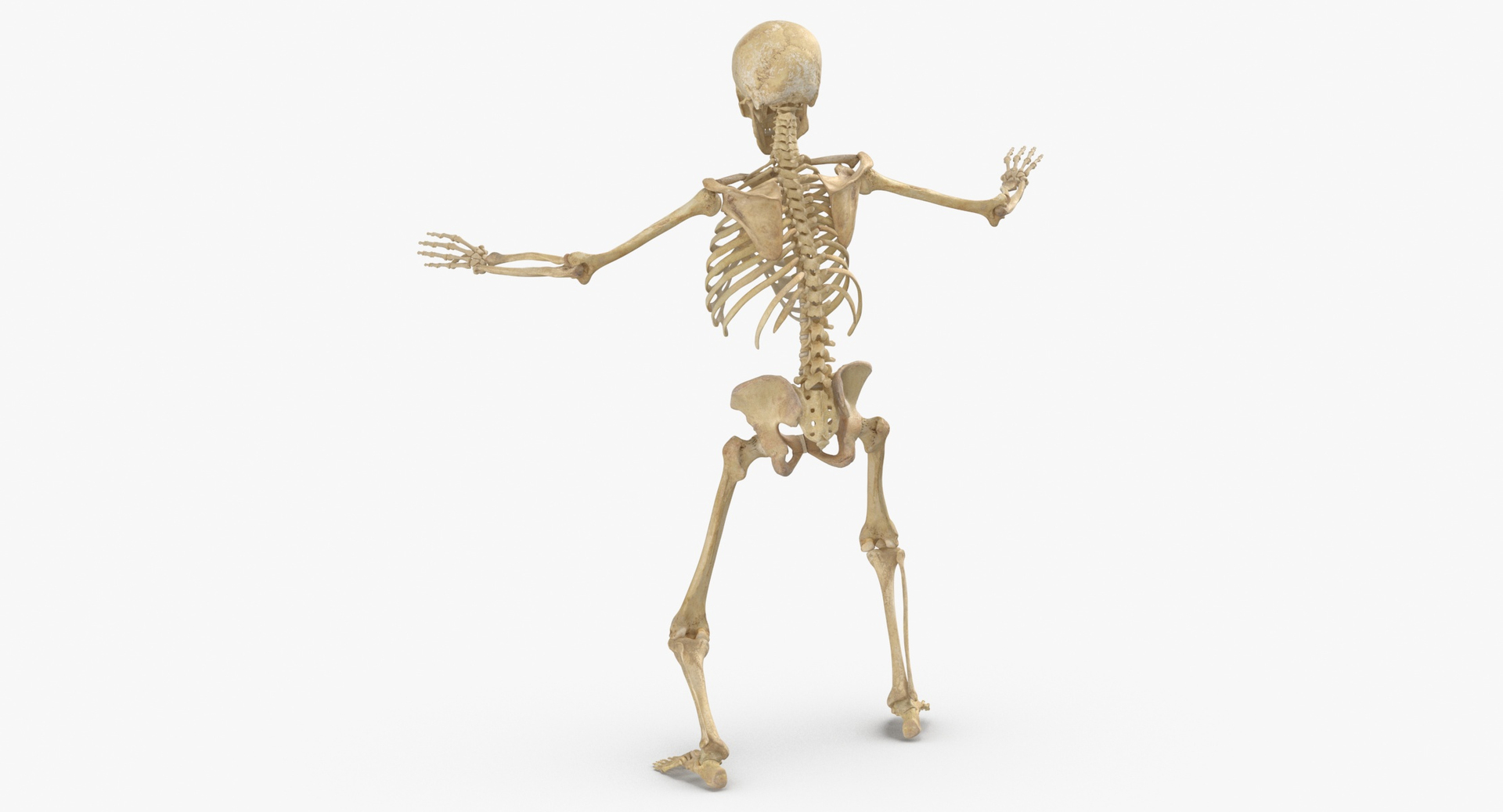 Real human female skeleton 3D model - TurboSquid 1692468