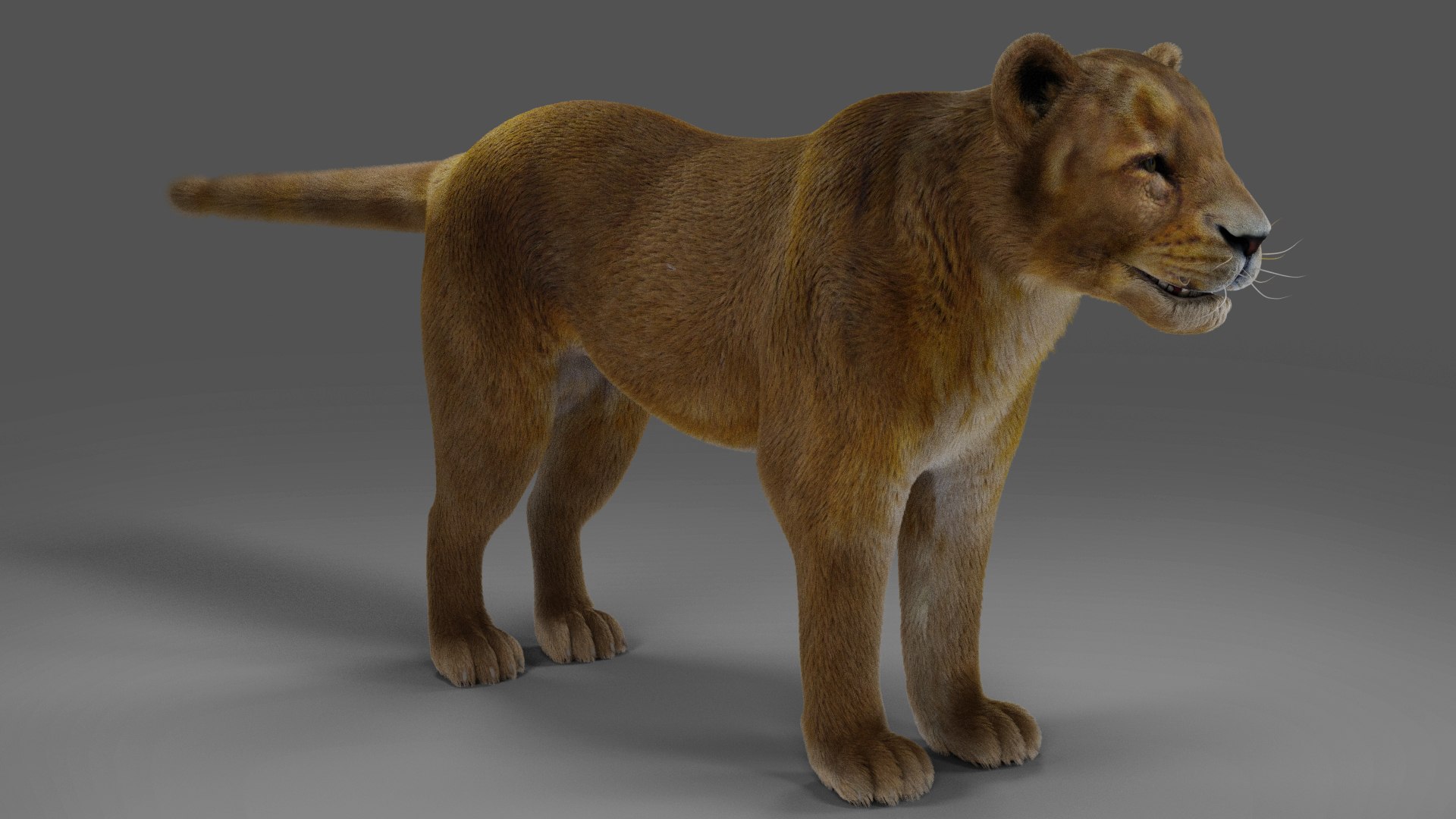 3D Fur Lioness V02 NO Rigged In Blender Model - TurboSquid 2035361