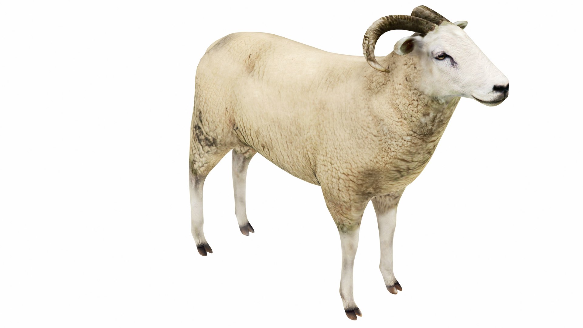 Ram 3D Model - TurboSquid 2343373