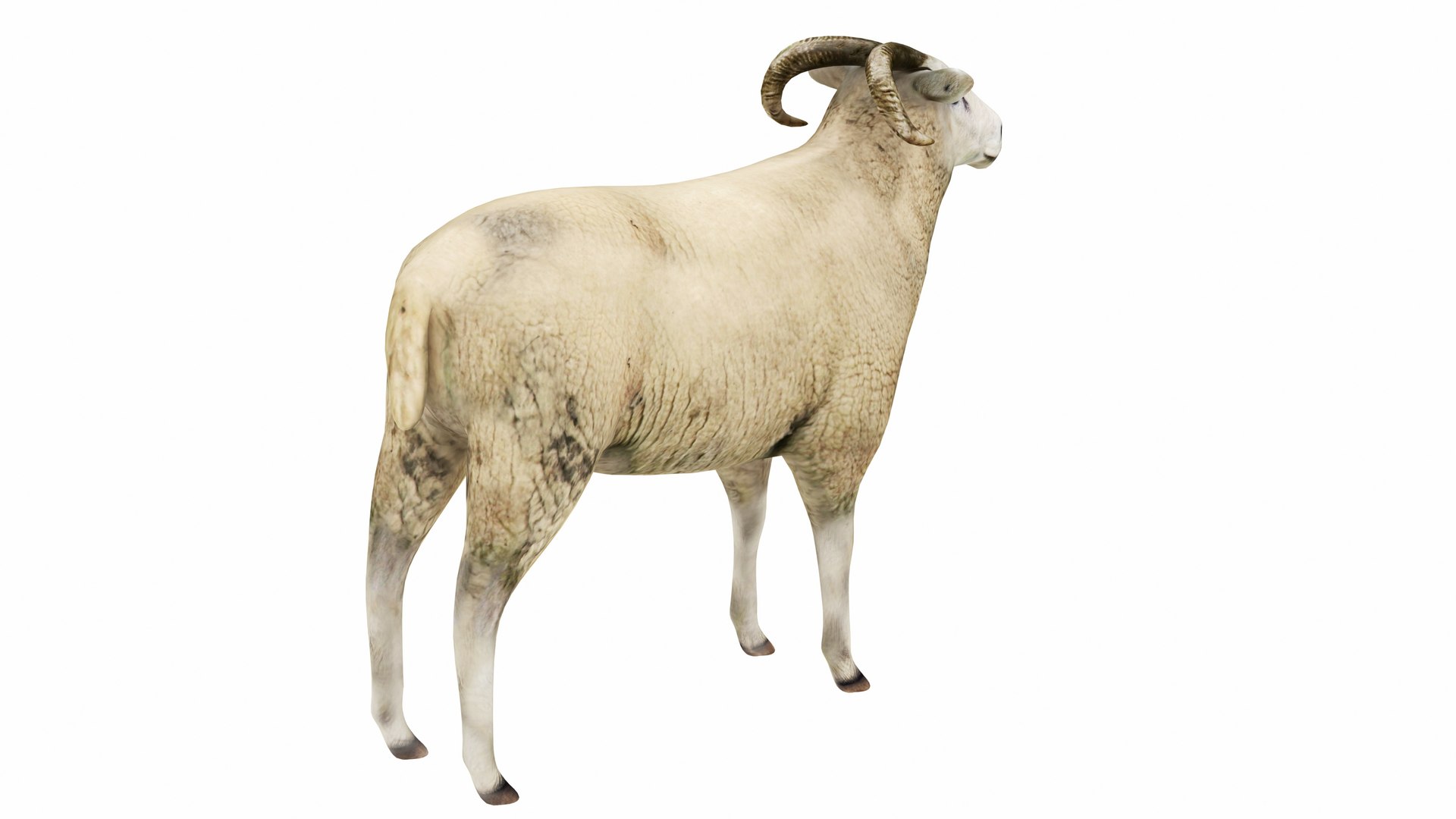 Ram 3D Model - TurboSquid 2343373