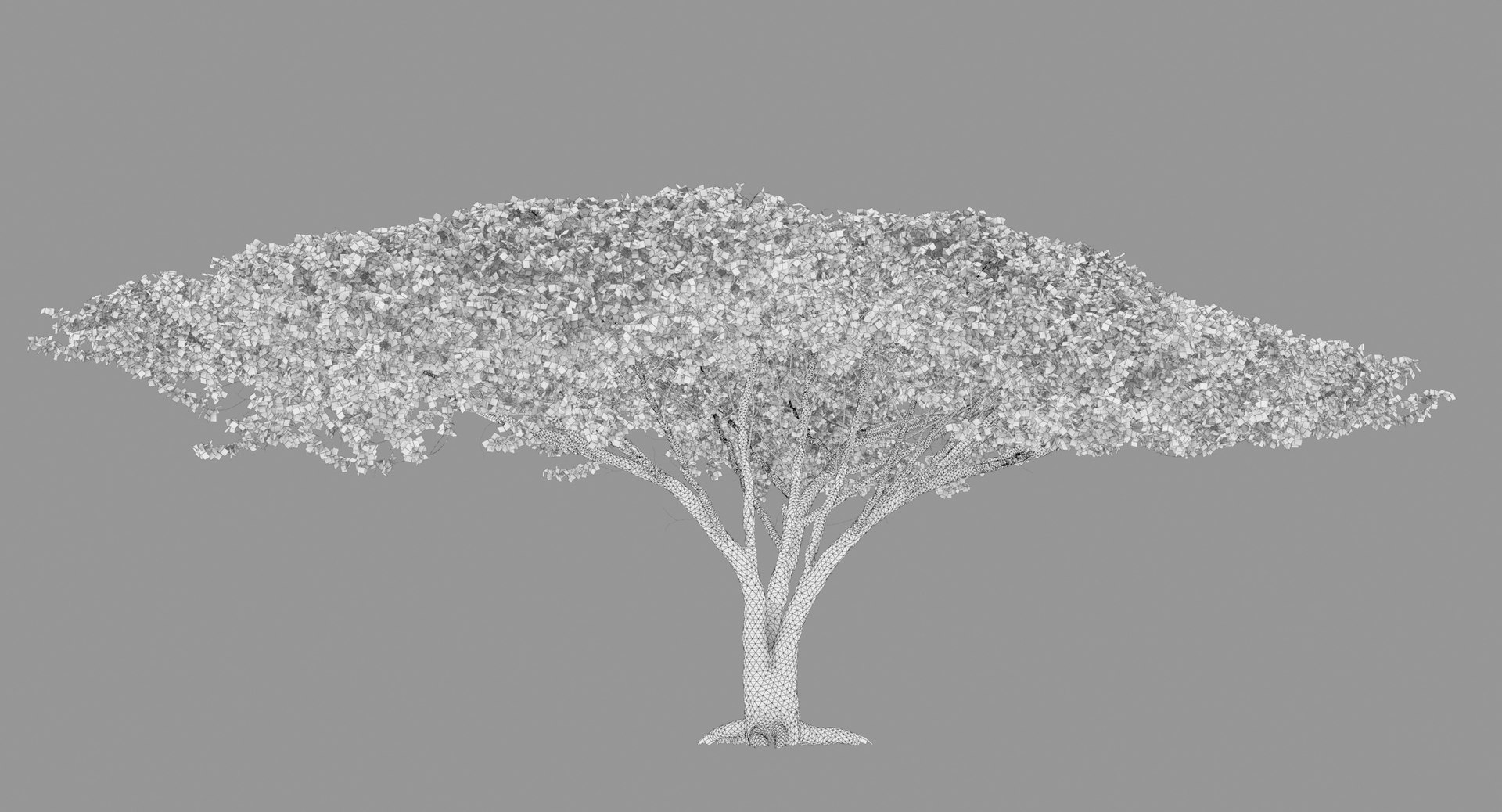 Acacia Tree 3D Model - TurboSquid 1430972