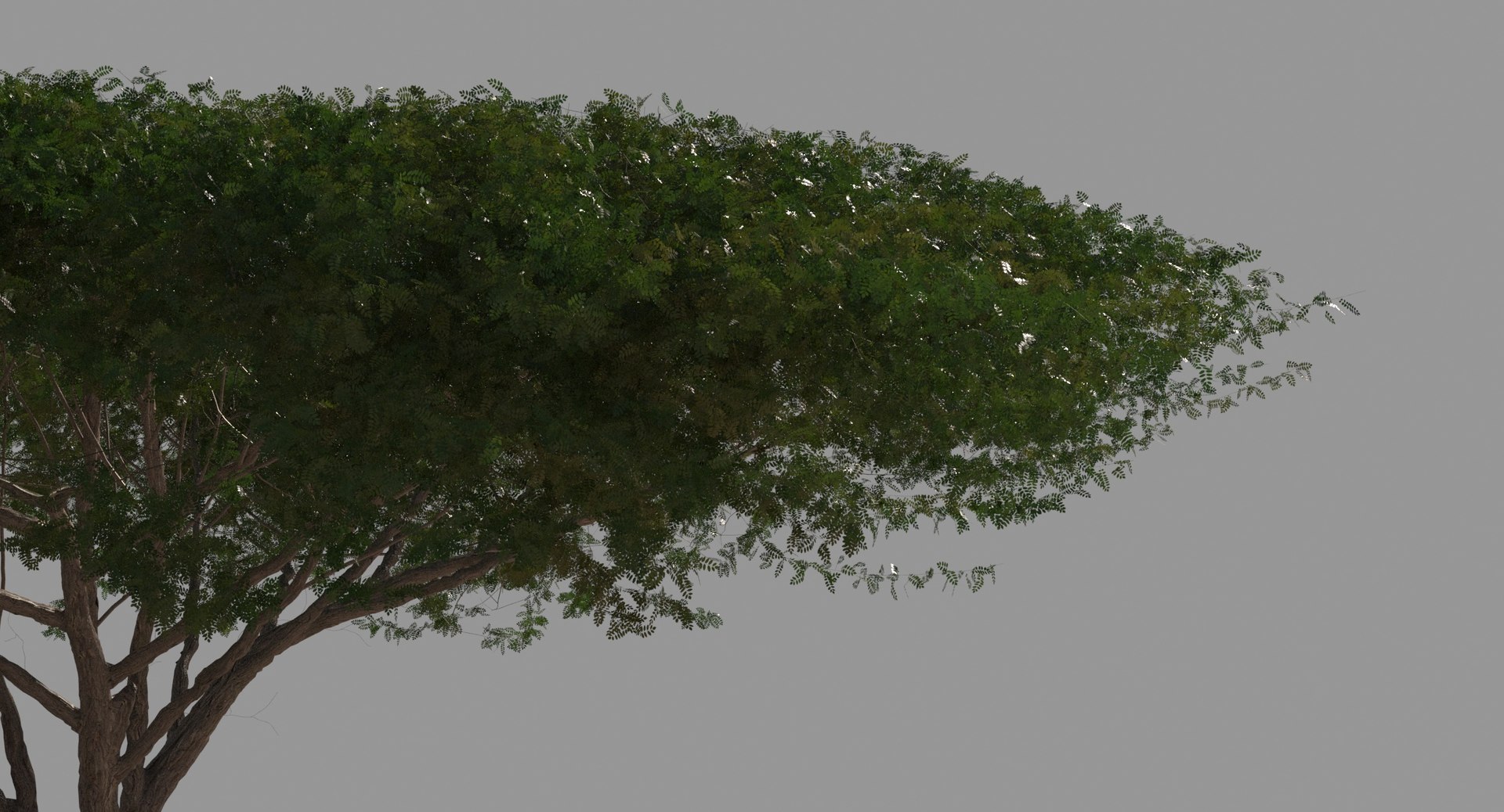 Acacia Tree 3D Model - TurboSquid 1430972