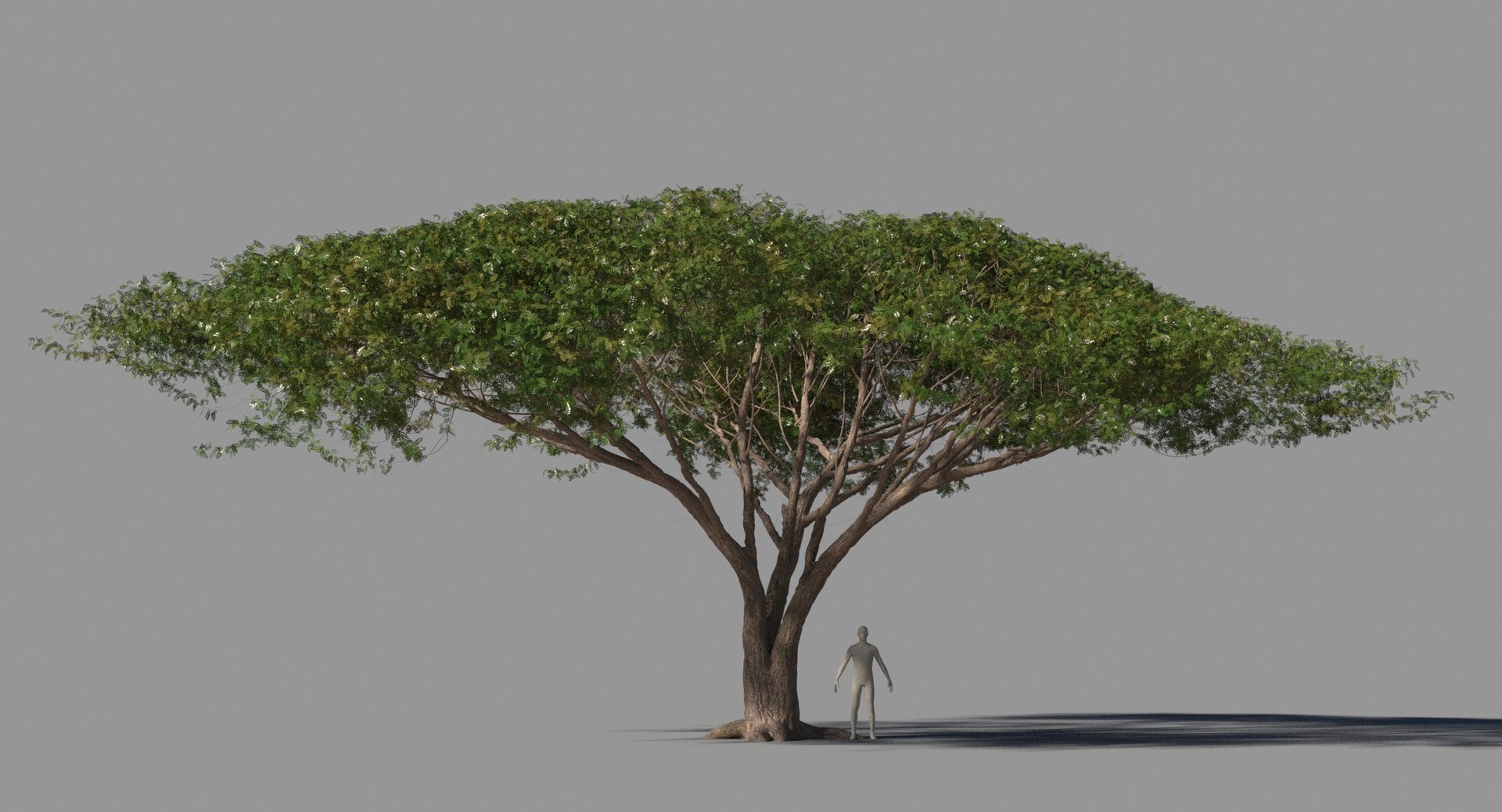 Acacia Tree 3D Model - TurboSquid 1430972