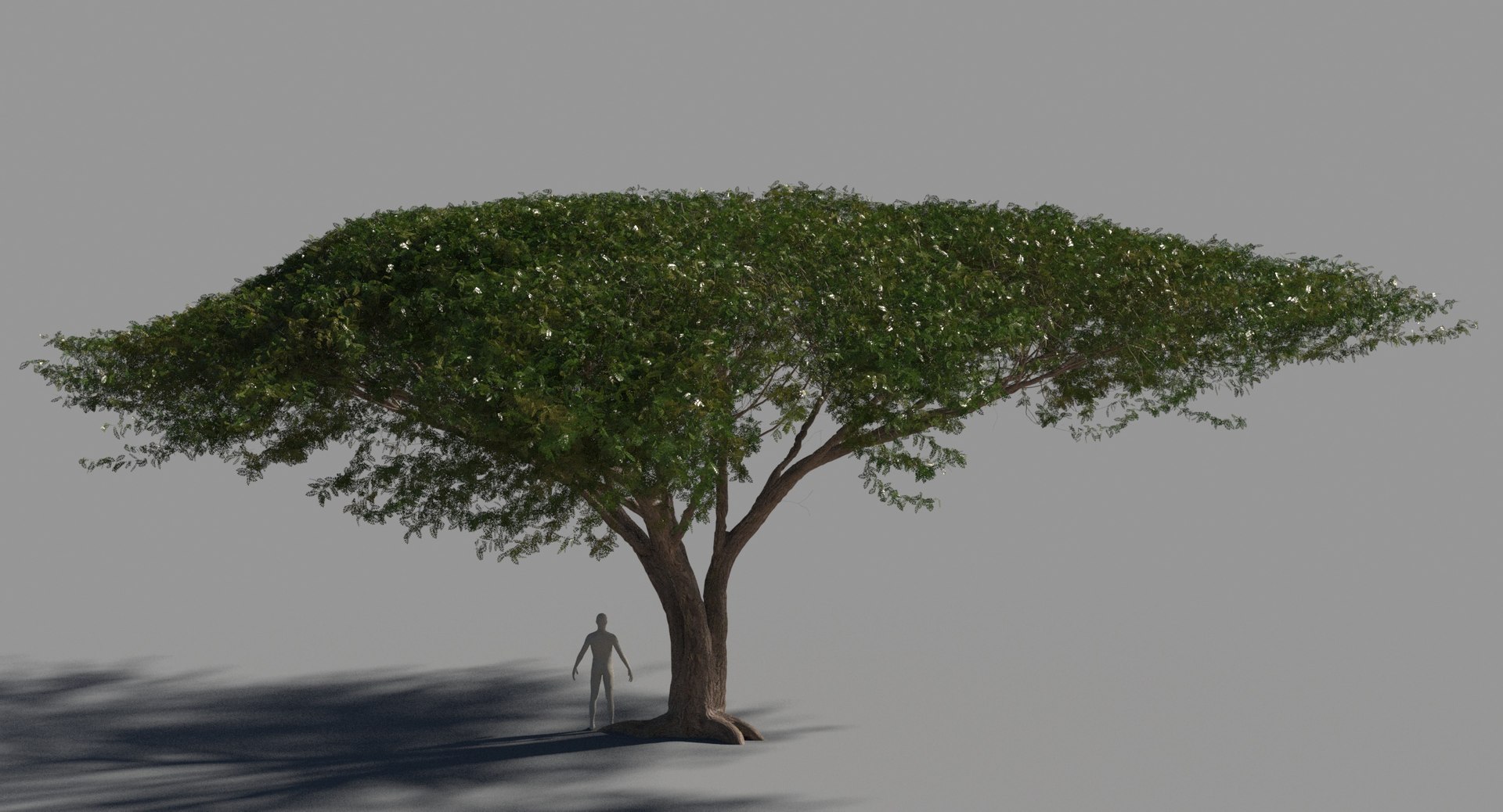 Acacia Tree 3D Model - TurboSquid 1430972