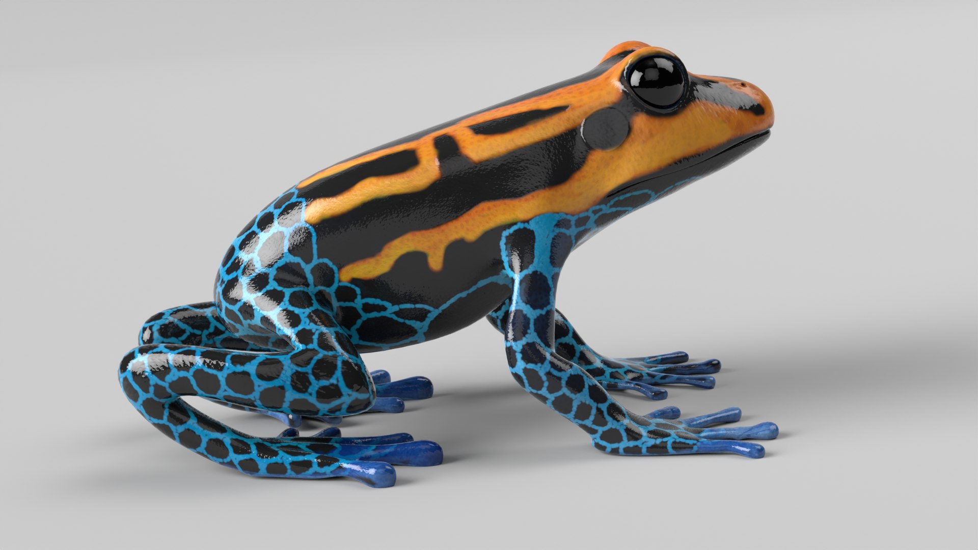 3D Poison Dart Frog - TurboSquid 2123219