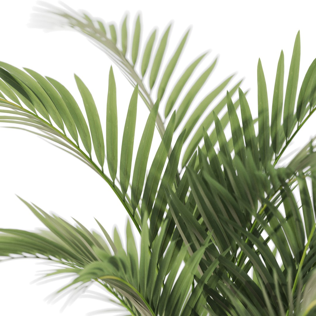 Plants Collection 1099 3D Model - TurboSquid 2248930