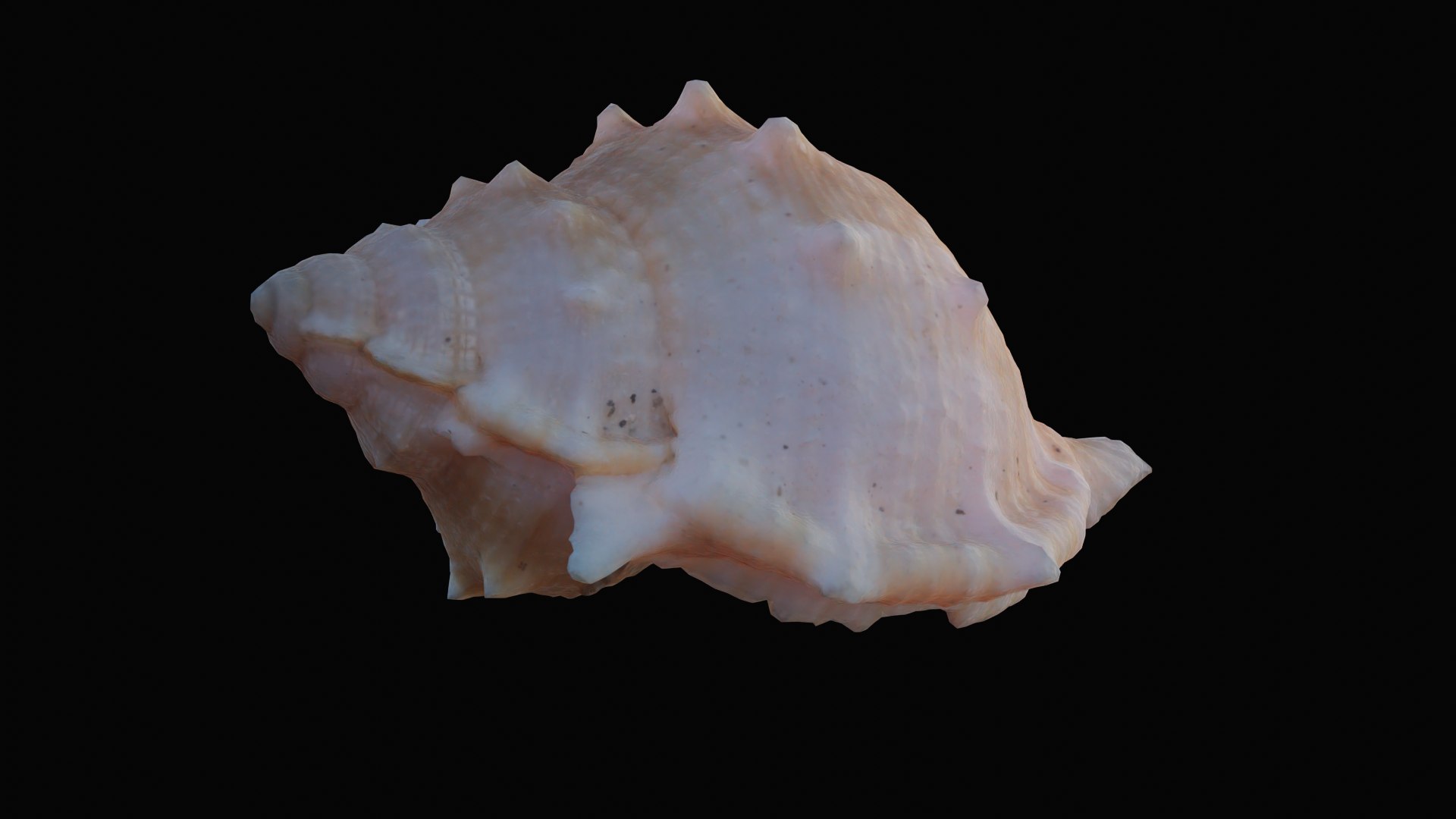 3D Shell Angular Triton Model - TurboSquid 1627515