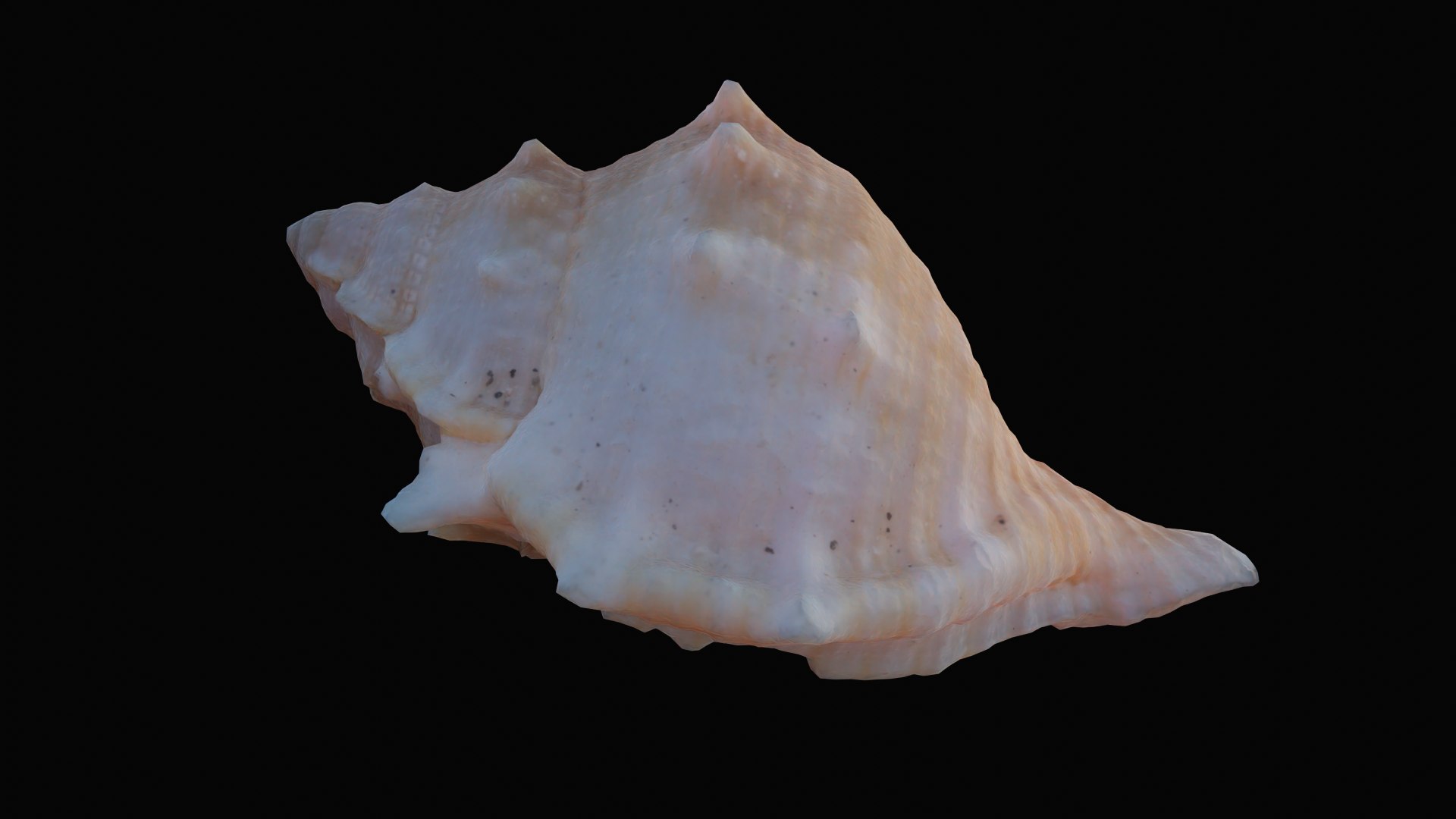 3D Shell Angular Triton Model - TurboSquid 1627515