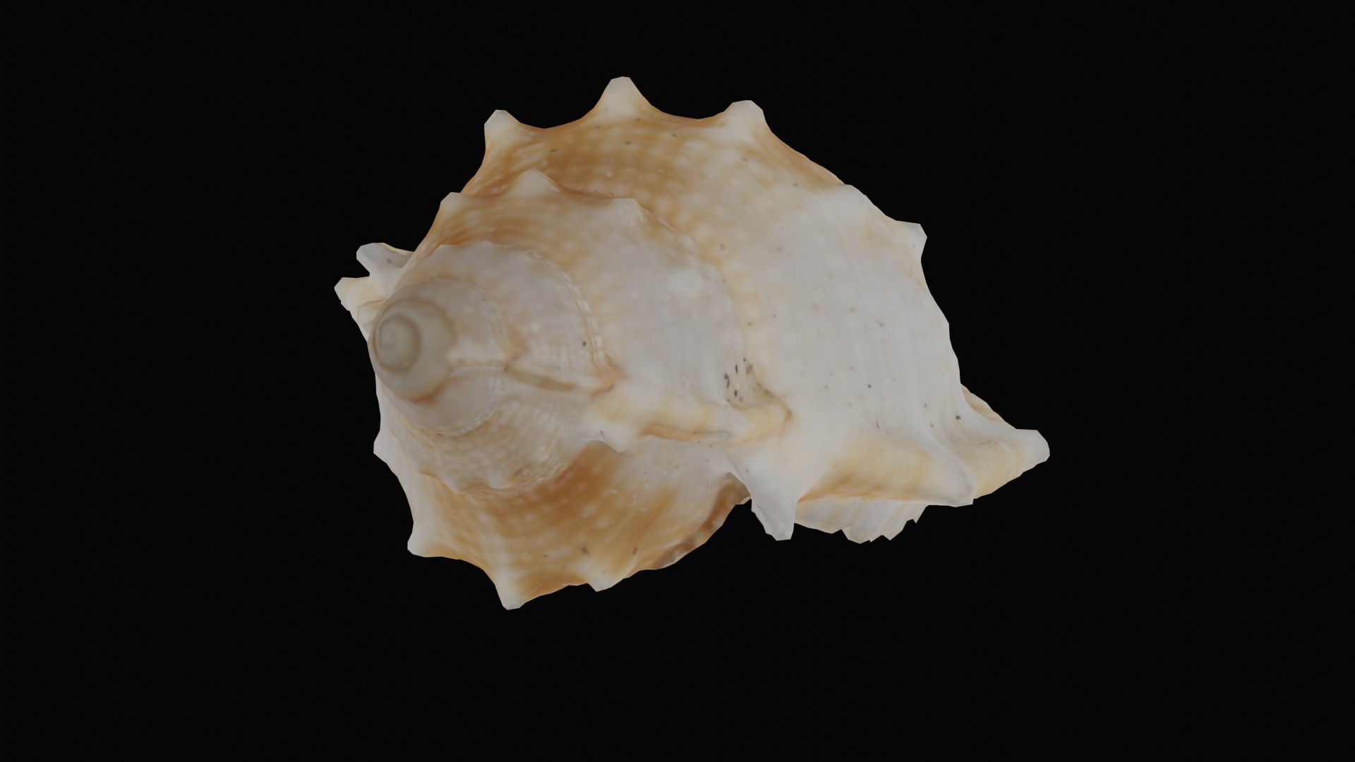 3D Shell Angular Triton Model - TurboSquid 1627515