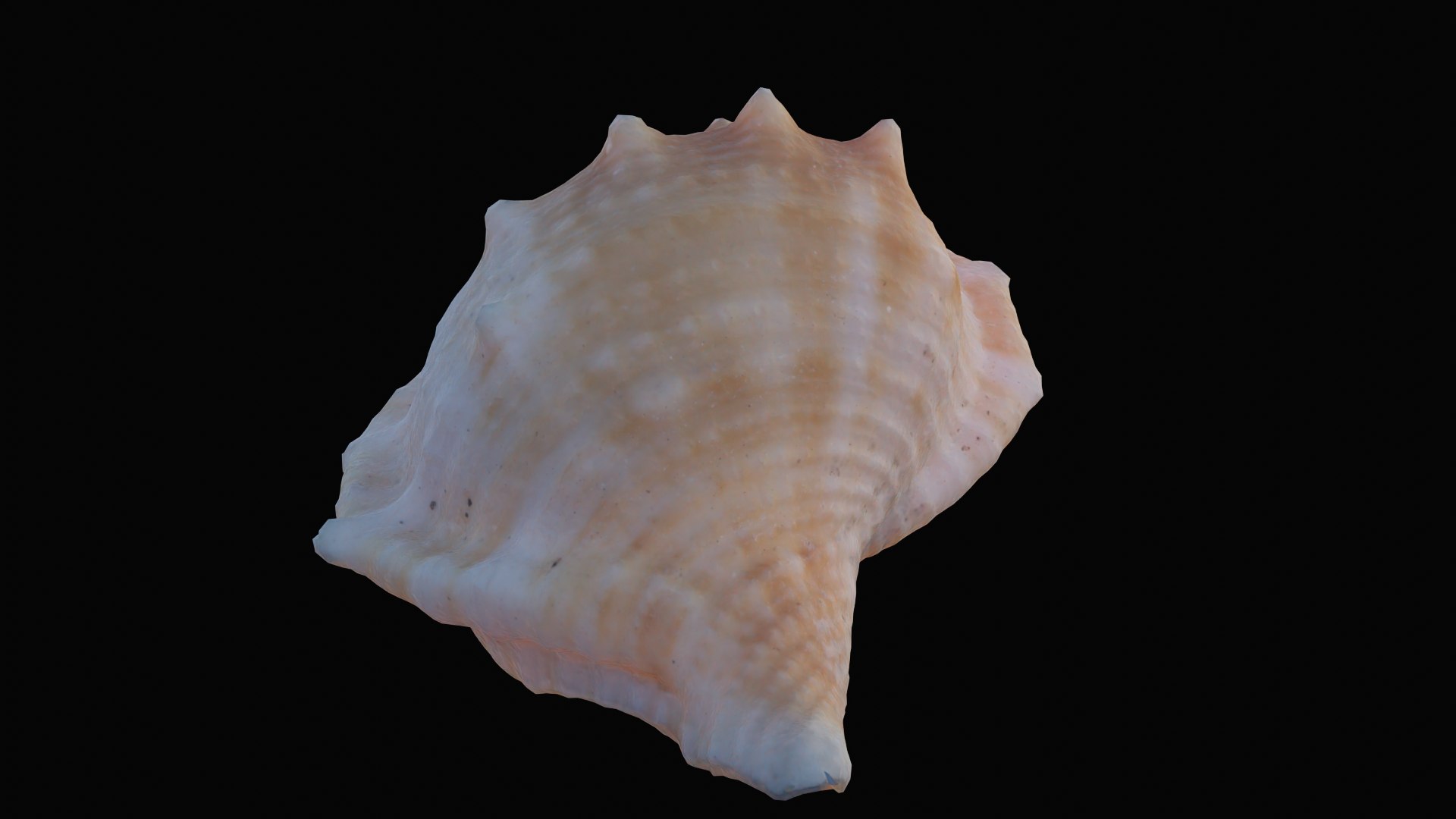 3D Shell Angular Triton Model - TurboSquid 1627515
