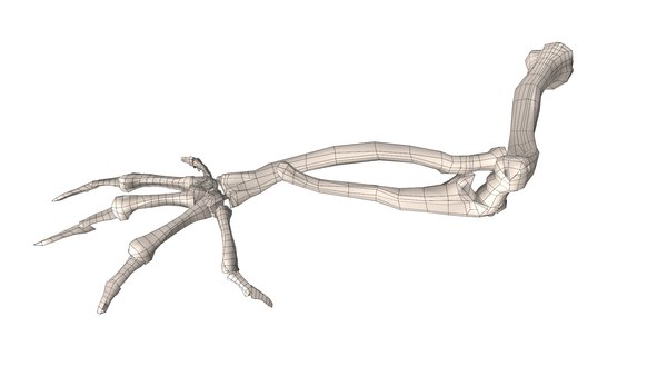 3D model Bat arm bone - TurboSquid 1726387
