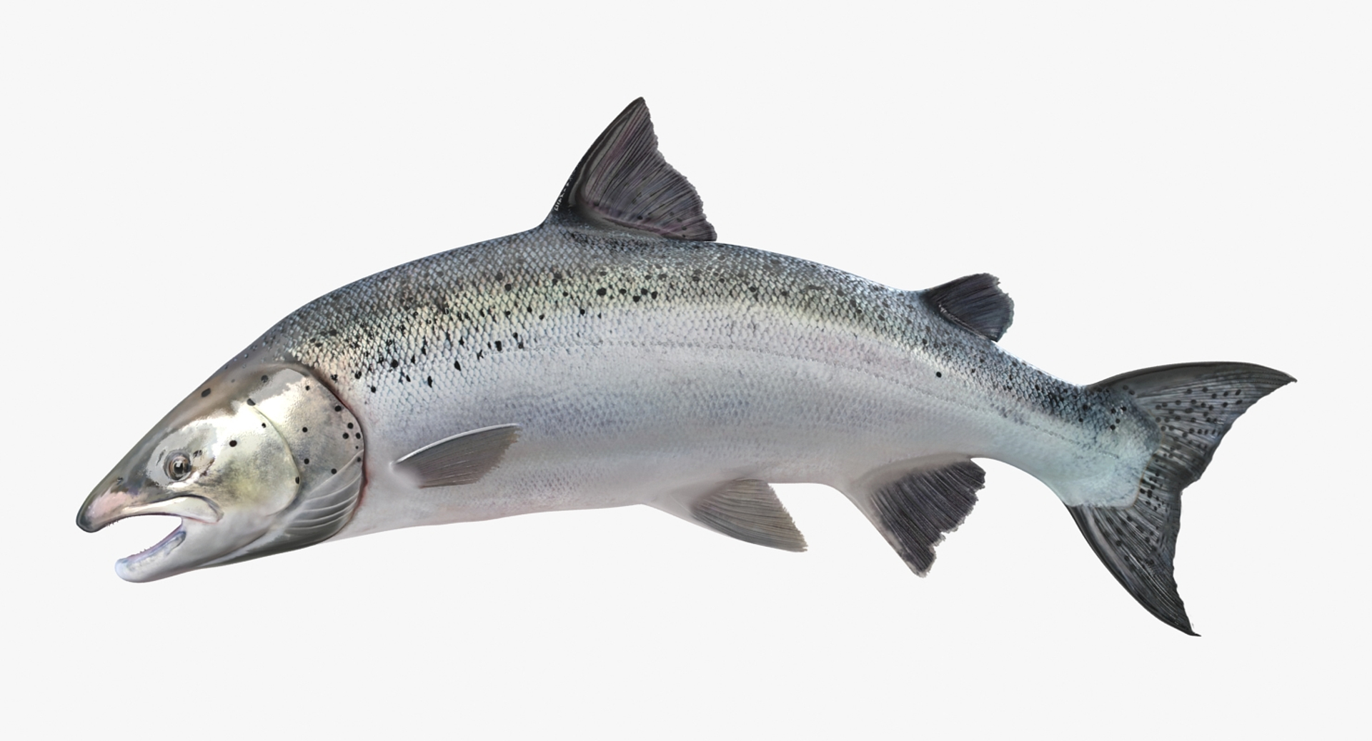 3d Atlantic Salmon Fish Attacks Model