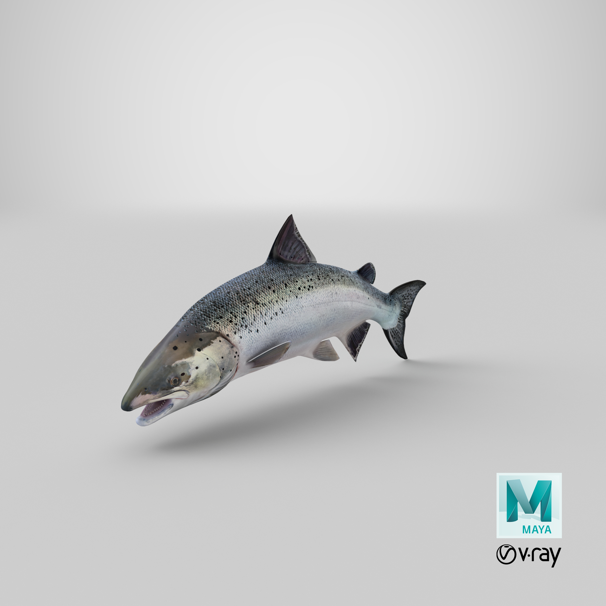 3d atlantic salmon fish attacks model