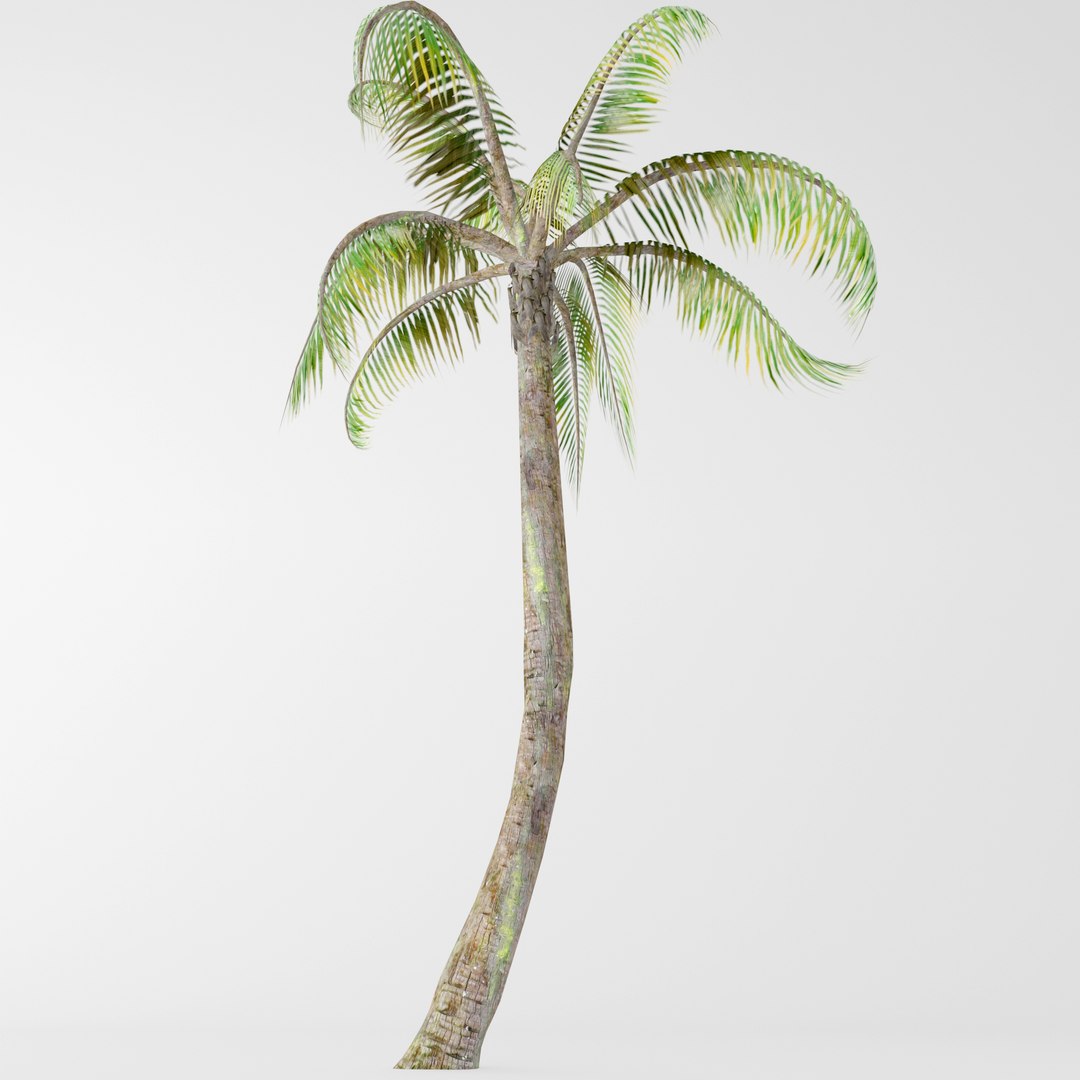 3d Model Palm