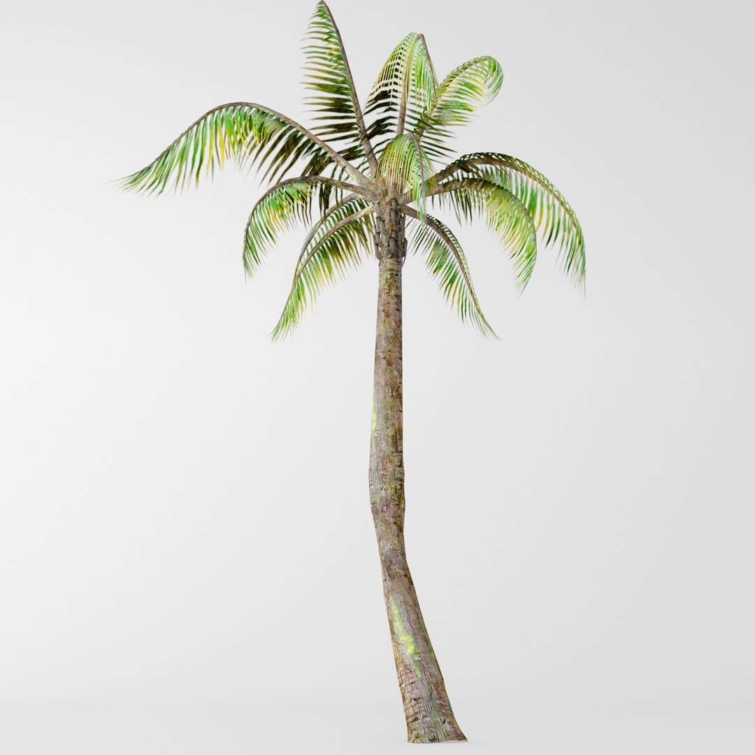 3d Model Palm