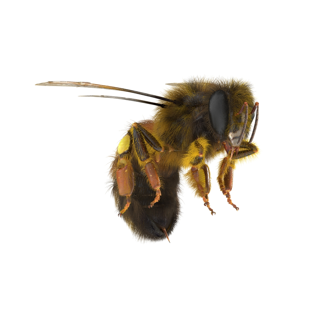 Bee Pose 3 3d Max