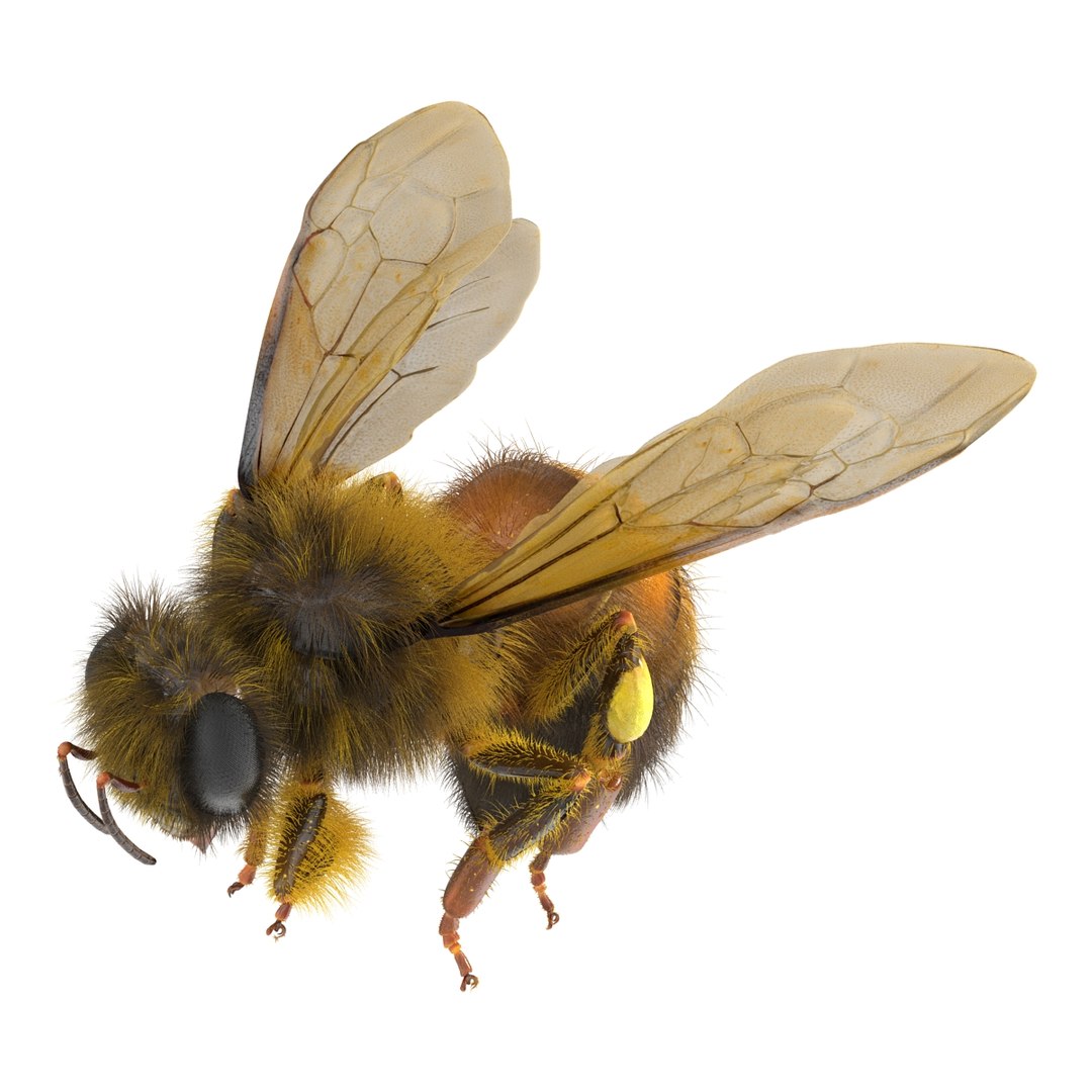 Bee Pose 3 3d Max